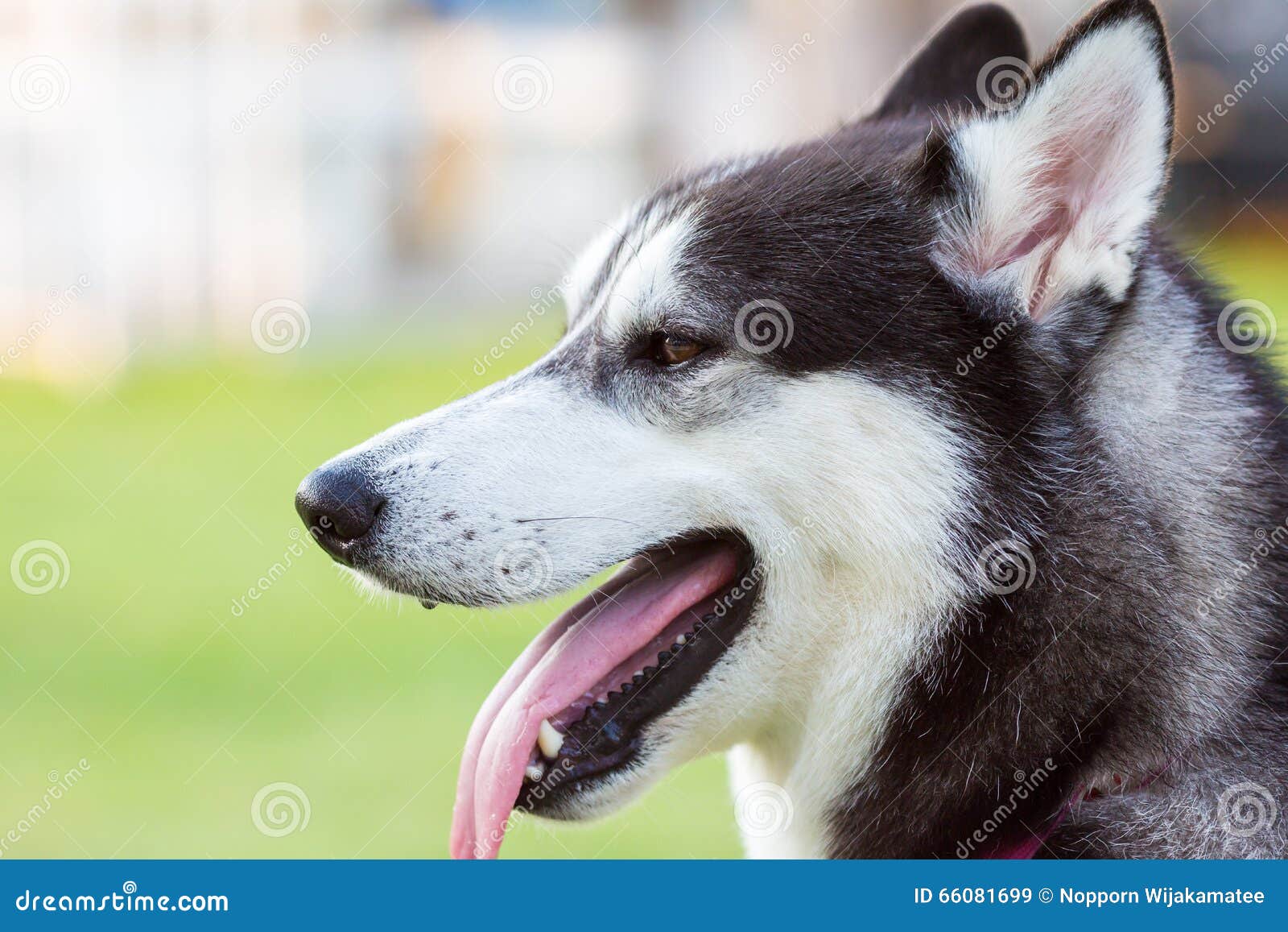 Siberian Husky Smiling Portrait Side View Stock Image - Image of animal ...