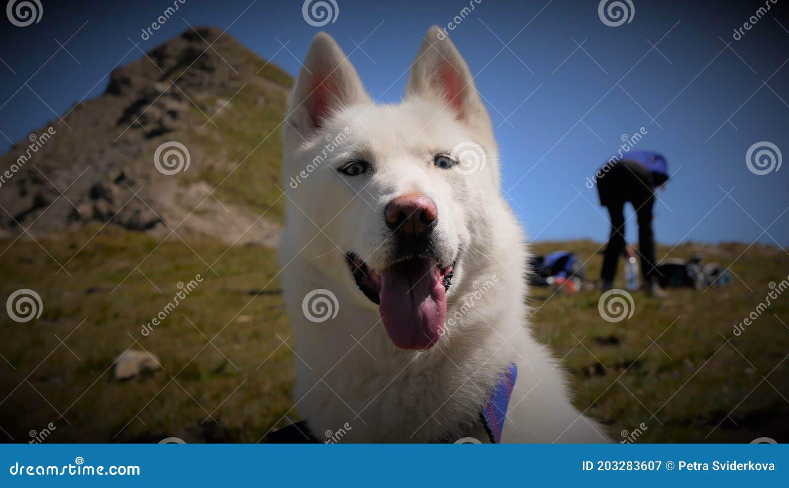 Siberian husky is smiling. stock image. Image of siberian - 203283607