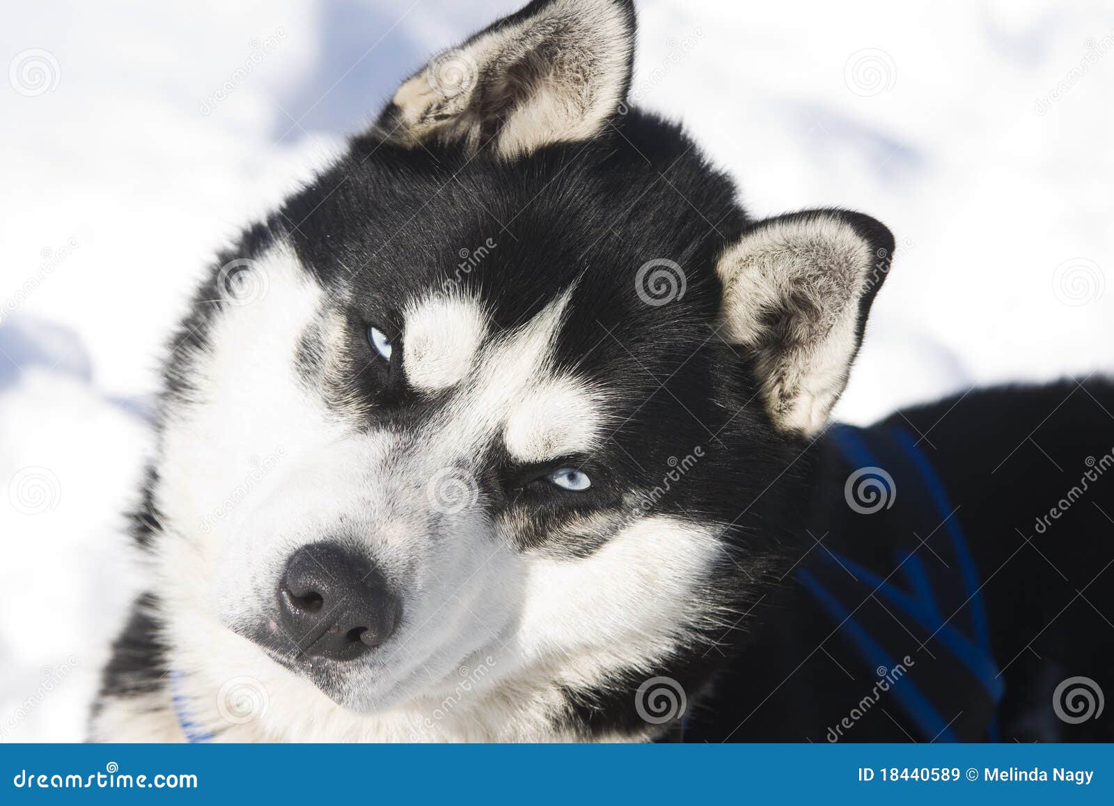 Siberian Husky in the Snow stock image. Image of mammal - 18440589