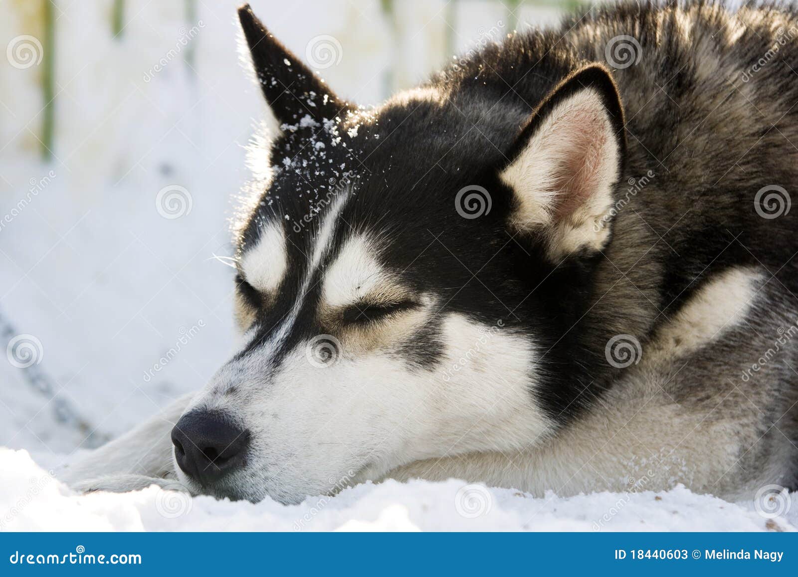 Siberian Husky in the Snow stock image. Image of domestic - 18440603