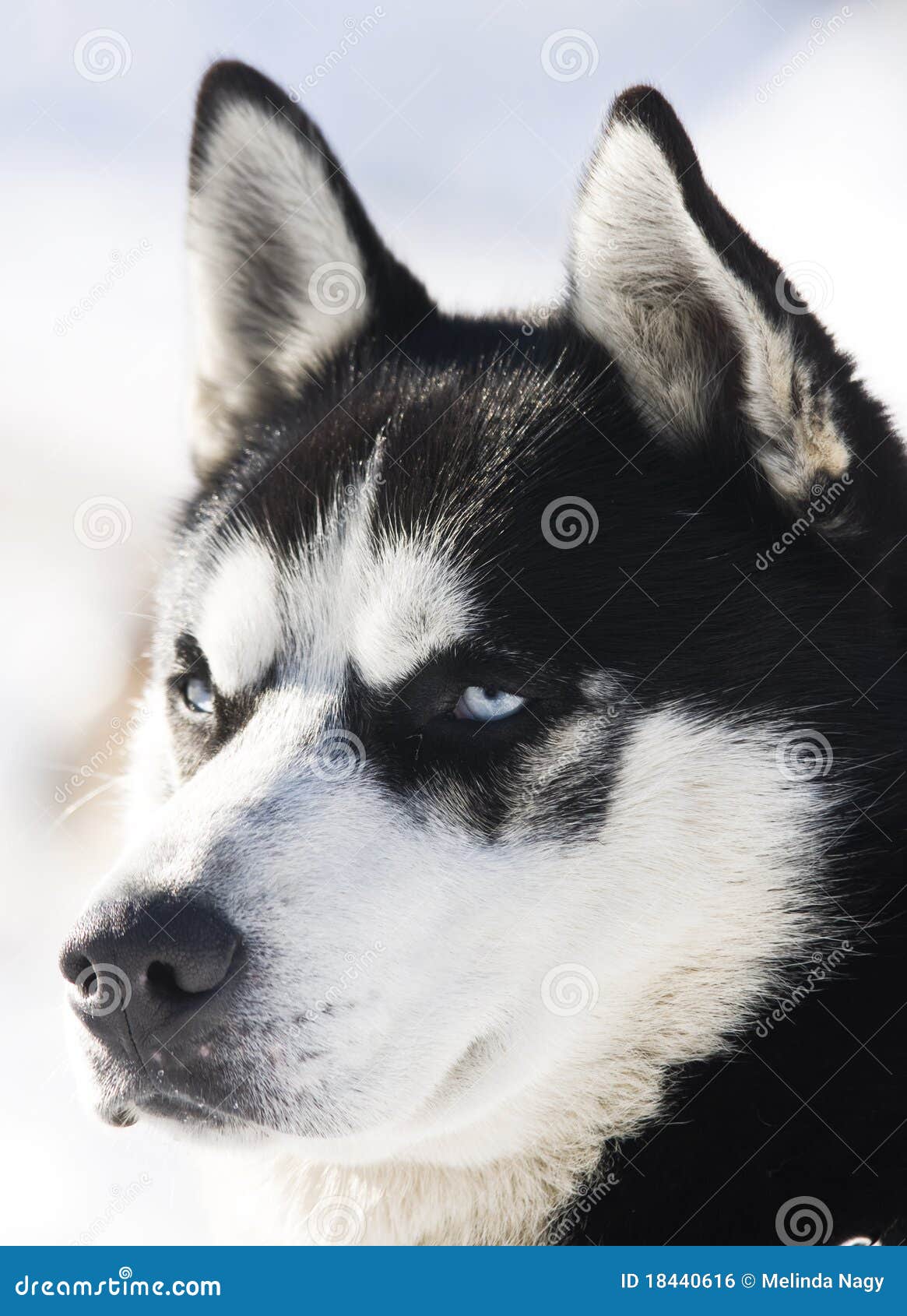 Siberian Husky in the Snow stock photo. Image of animal - 18440616