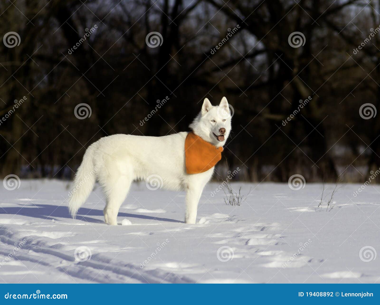 Siberian Husky in snow stock photo. Image of rare, snow - 19408892