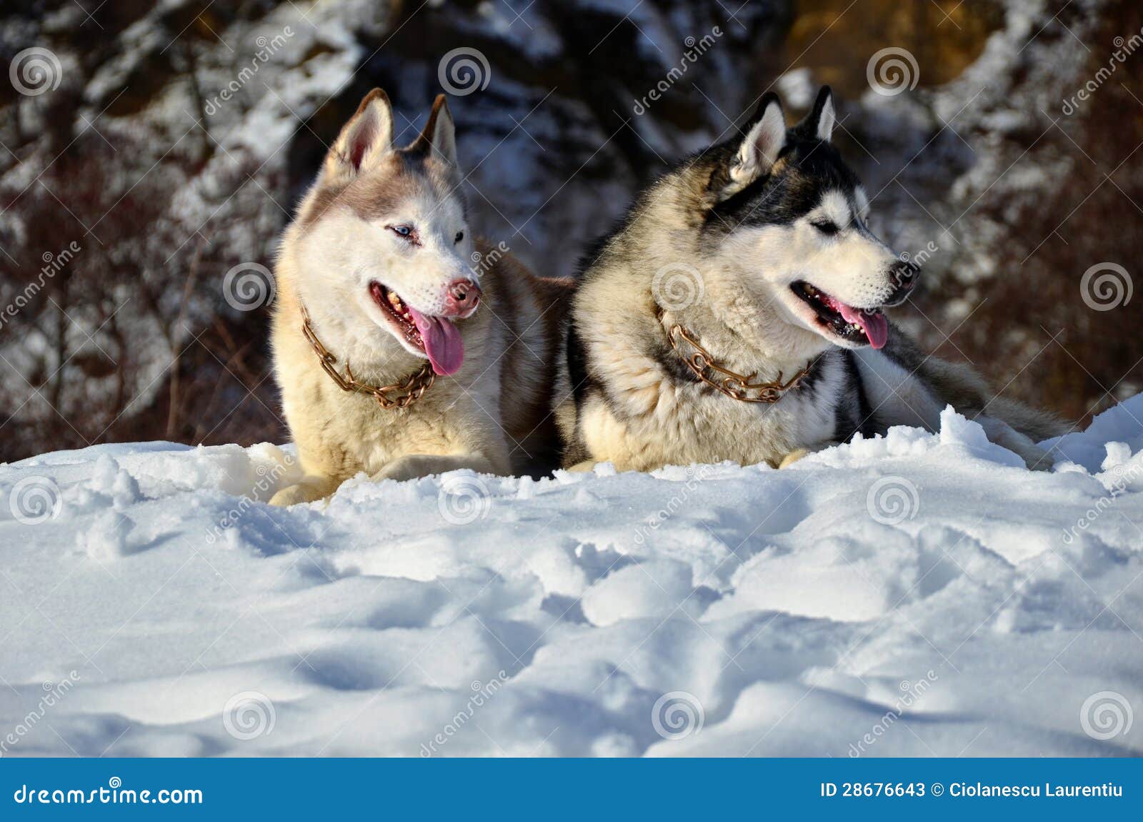 Siberian husky in the snow stock image. Image of sled - 28676643