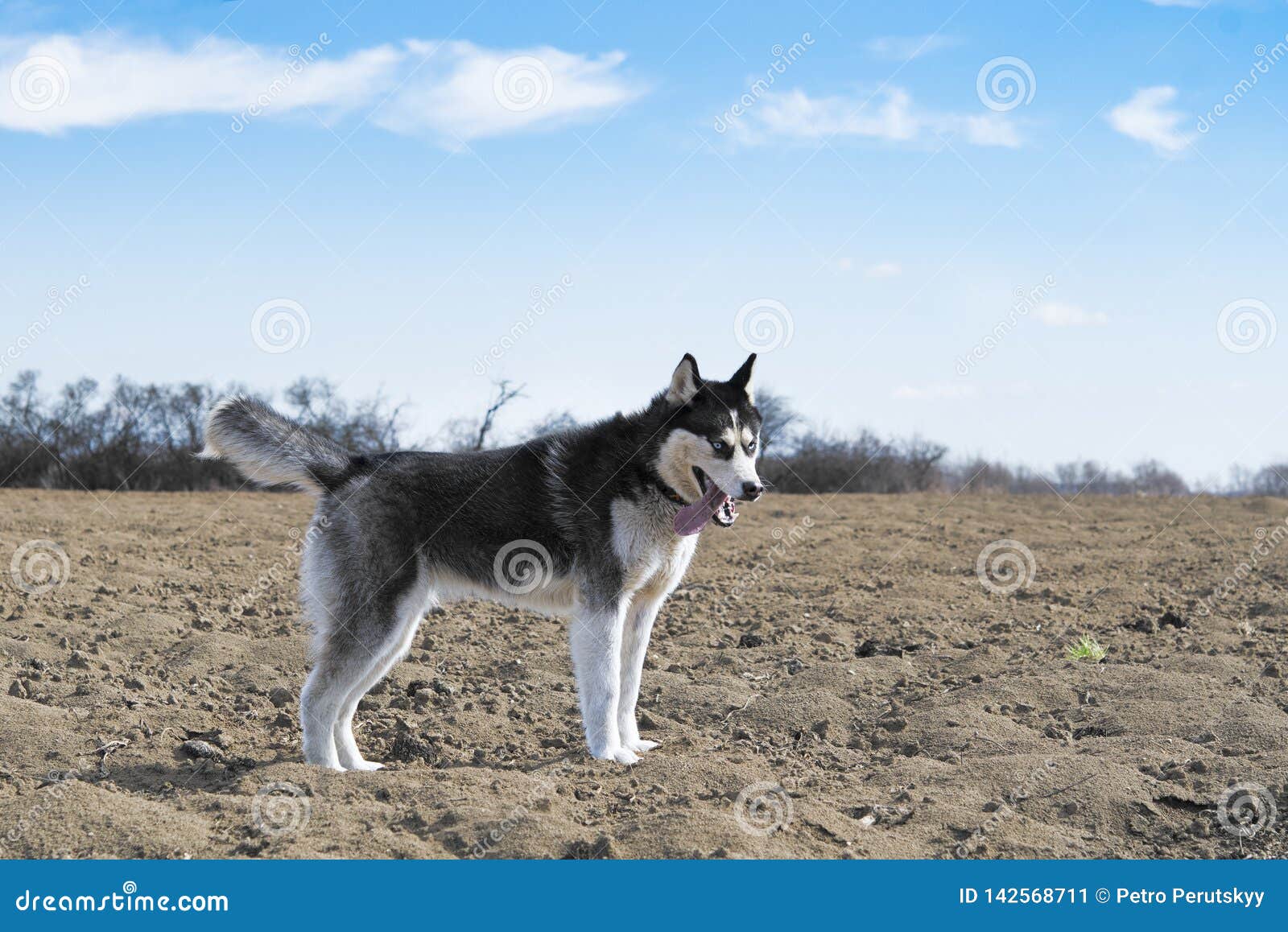 Siberian husky stock image. Image of forest, cute, field - 142568711