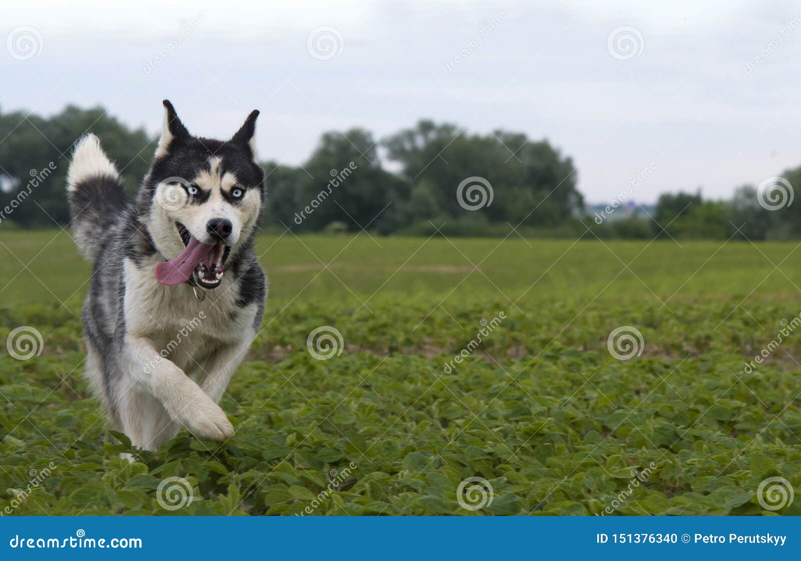 Siberian husky stock photo. Image of siberian, forest - 151376340