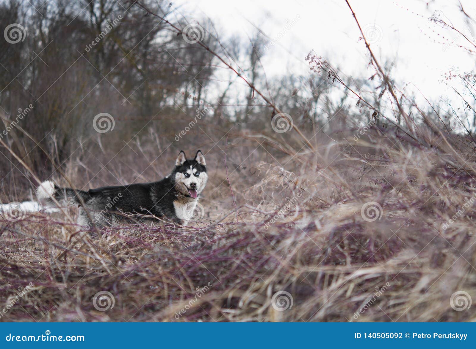Siberian husky stock photo. Image of nature, cute, autumn - 140505092
