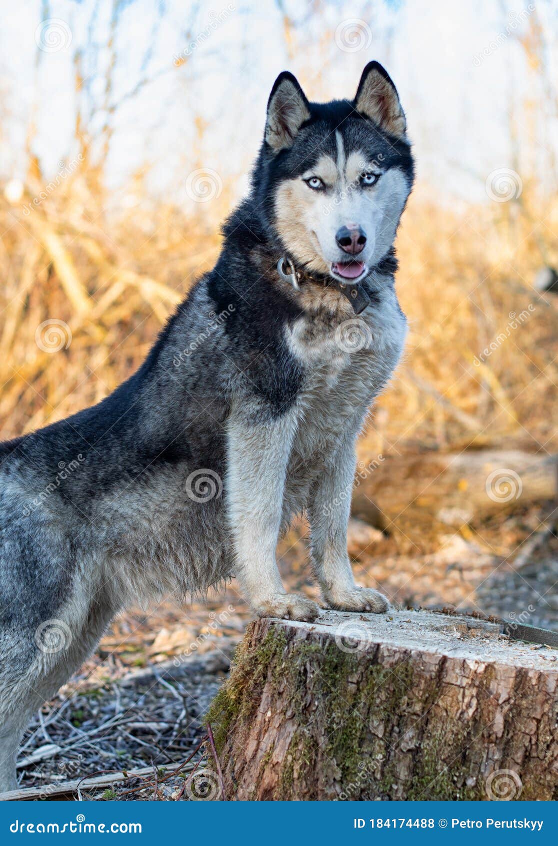 Siberian husky stand stock photo. Image of friendship - 184174488