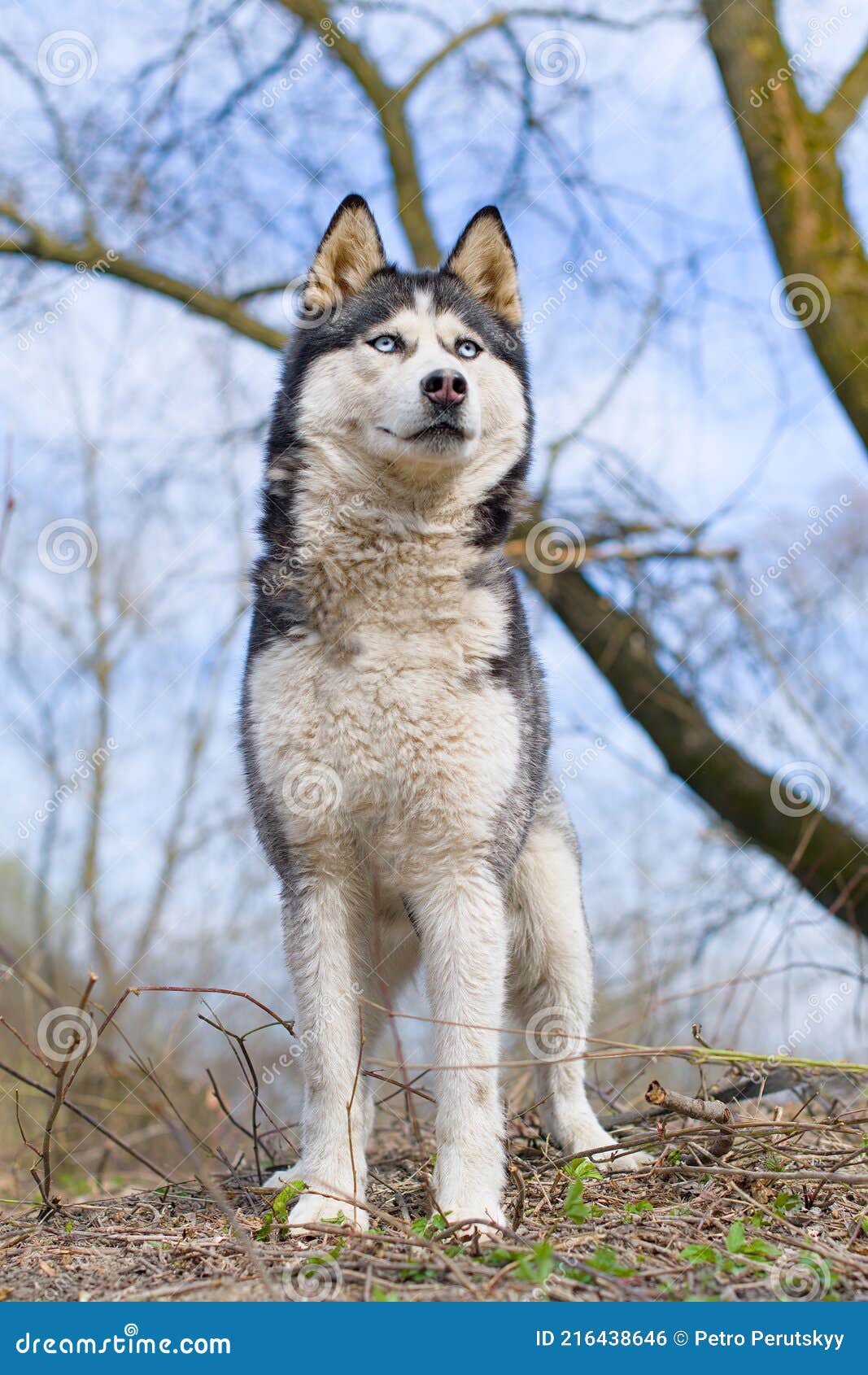 Siberian husky stock photo. Image of background, beautiful - 216438646