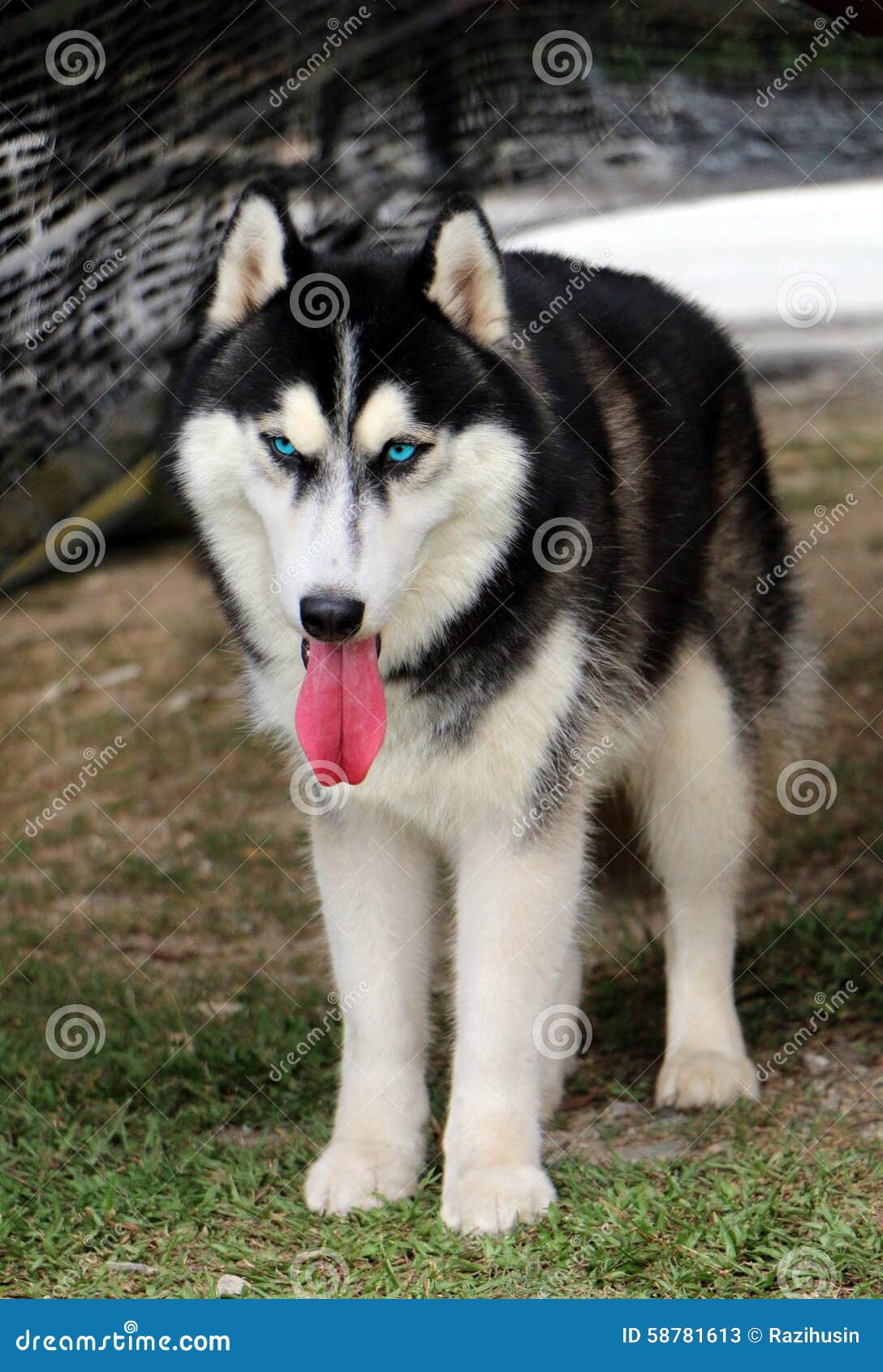 Siberian husky standing stock image. Image of sitting - 58781613