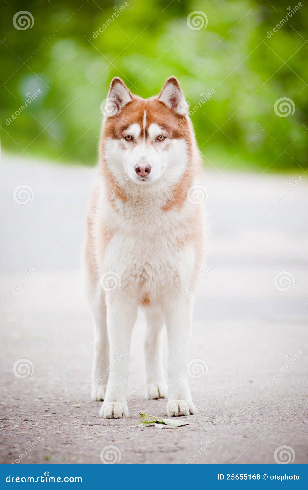 Siberian Husky Standing Outdoors Stock Photo - Image of malamute ...