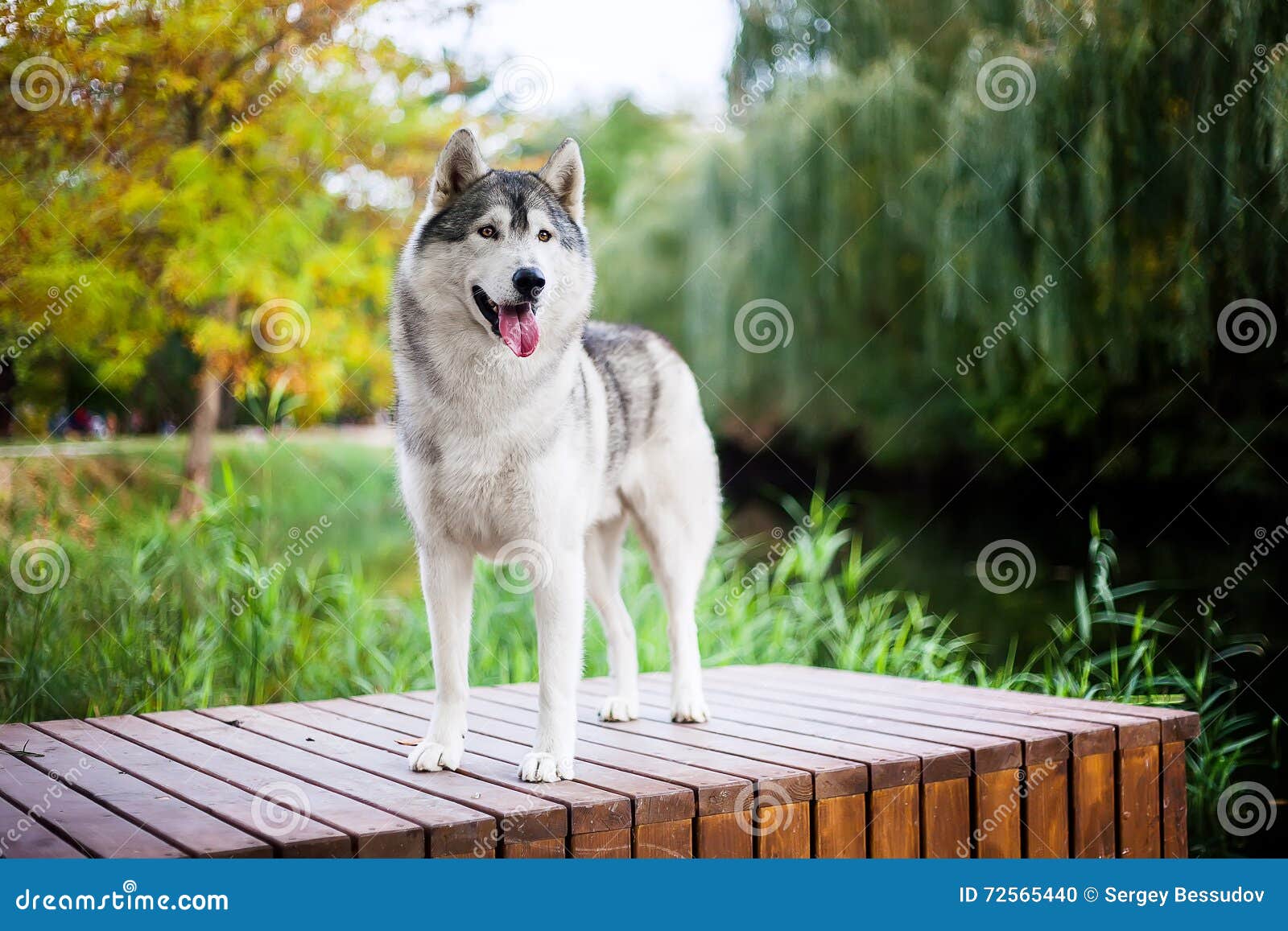 Siberian Husky standing stock photo. Image of blue, canine - 72565440
