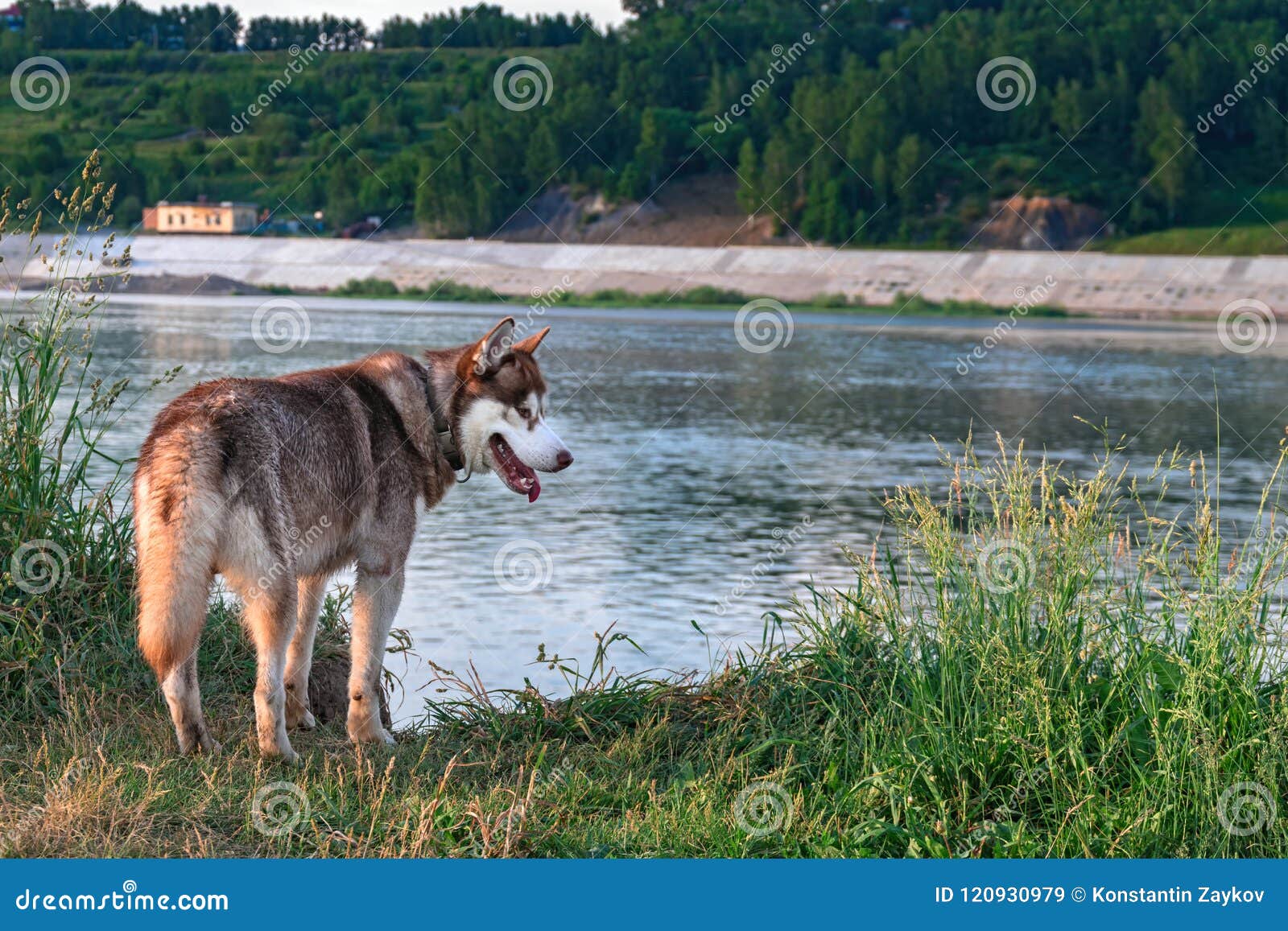 Siberian Husky Stands on Cliff Above the River. Rear View Stock Image ...