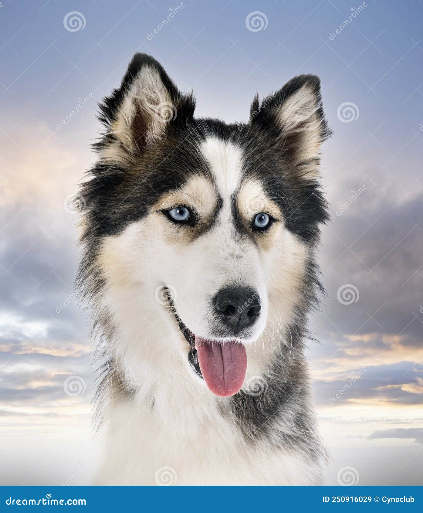 Siberian husky in studio stock image. Image of tricolor - 250916029