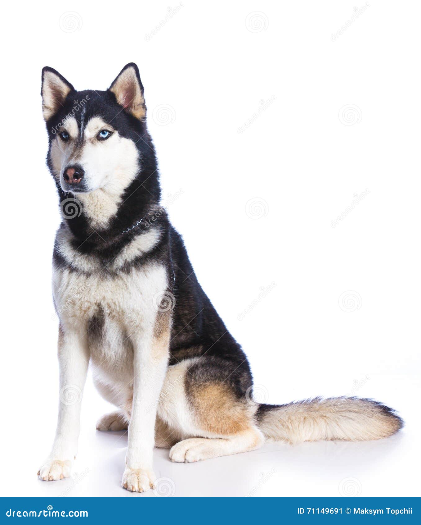 Siberian husky in studio stock image. Image of husky - 71149691