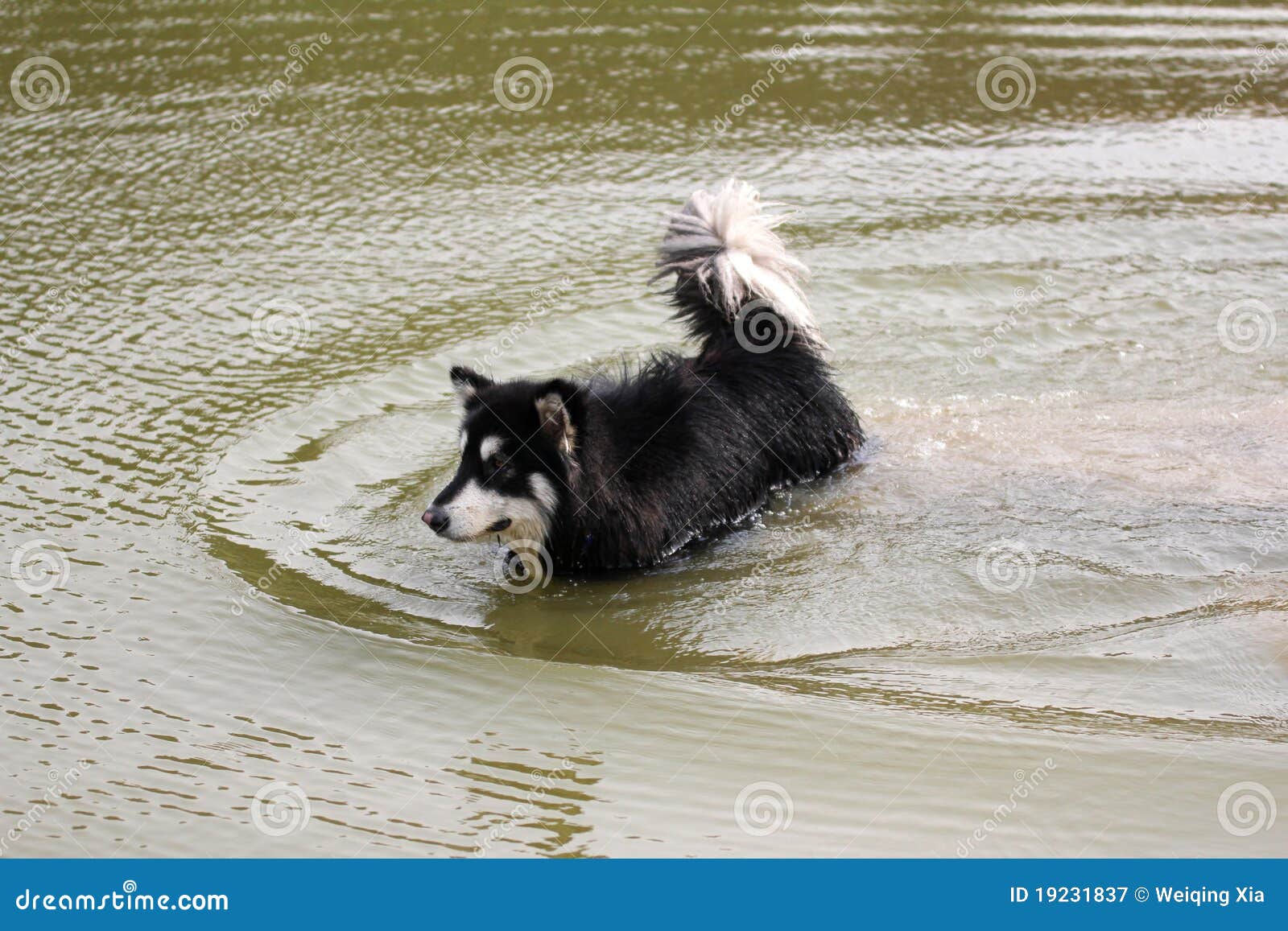 Siberian husky swimming stock image. Image of beast, playful - 19231837