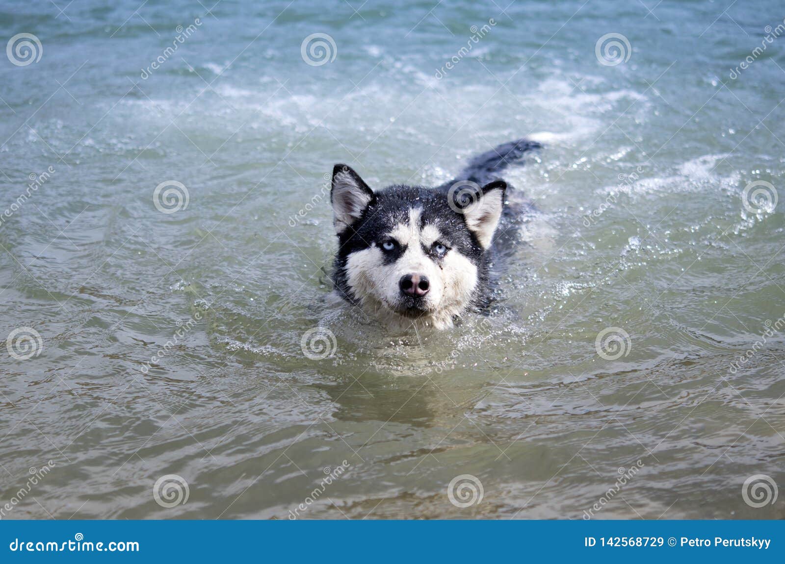 Can Huskies Swim In The Ocean