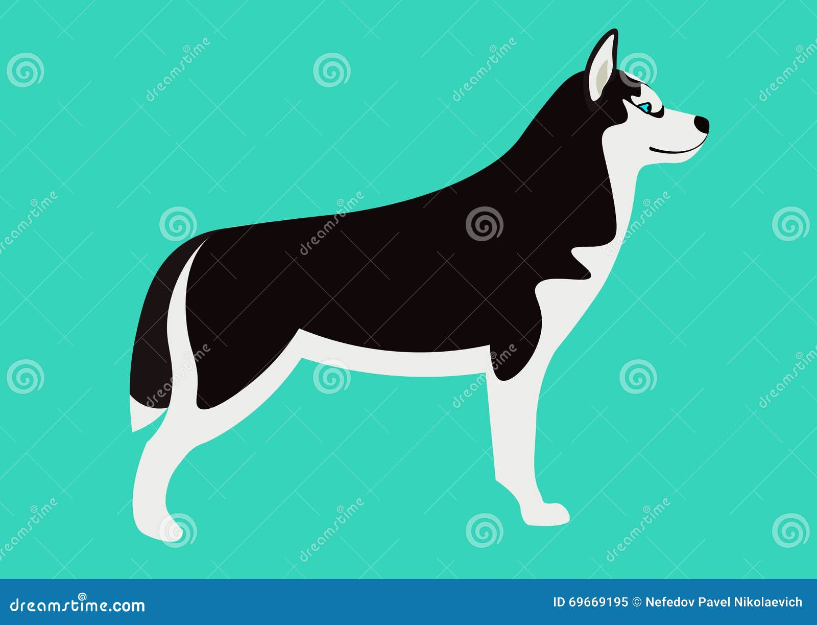 Siberian Husky Vector Illustration. Adorable Black and White Husky ...