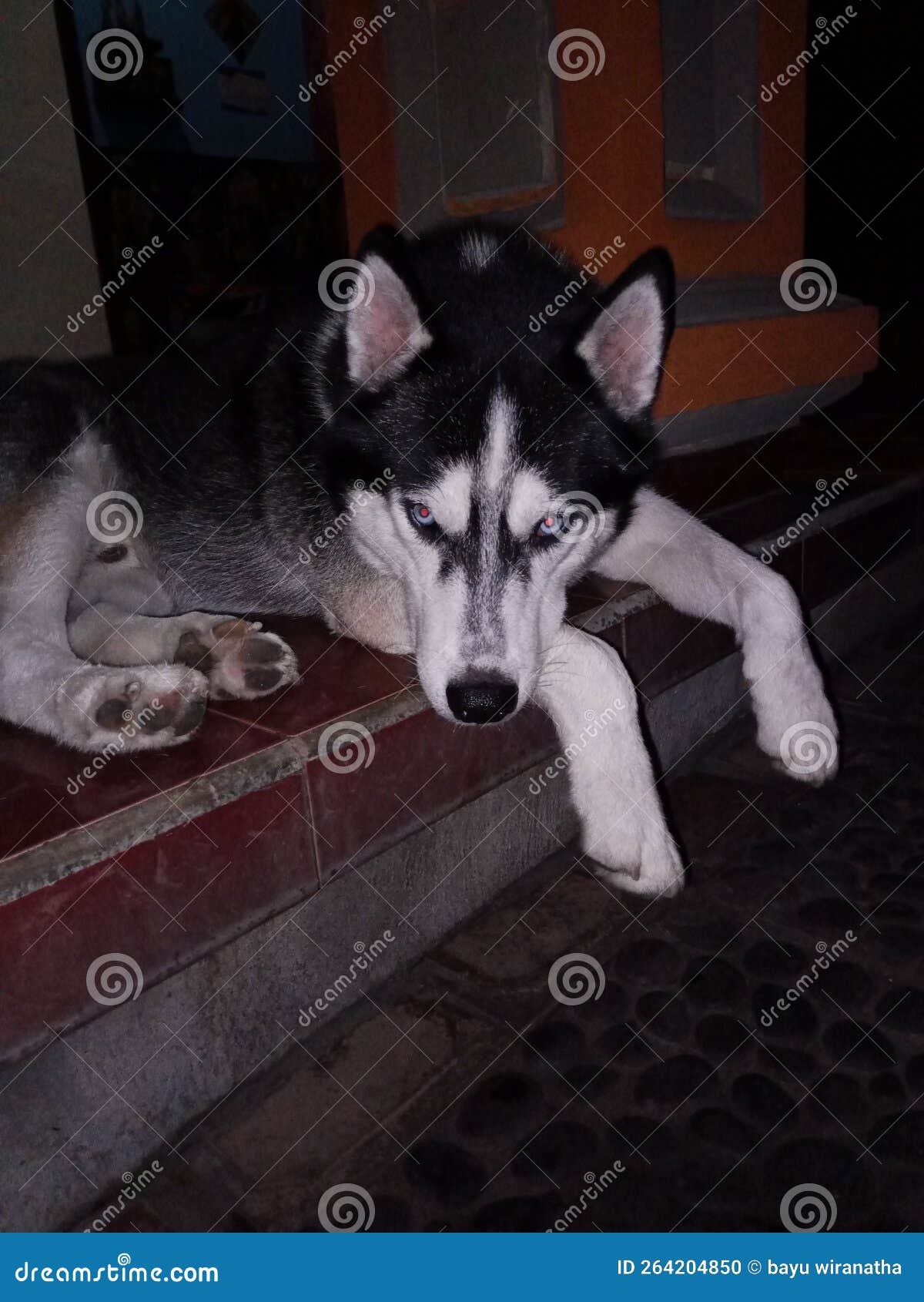 Siberian Husky is Very Handsome Stock Photo - Image of nose, person ...
