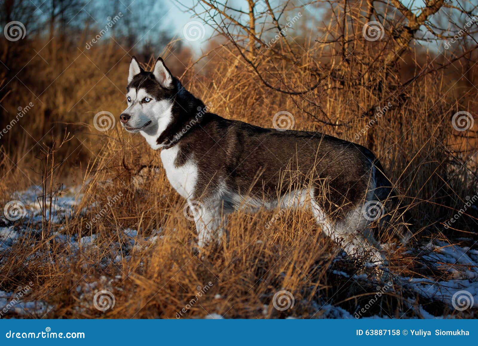 Siberian husky stock photo. Image of siberian, forest - 63887158
