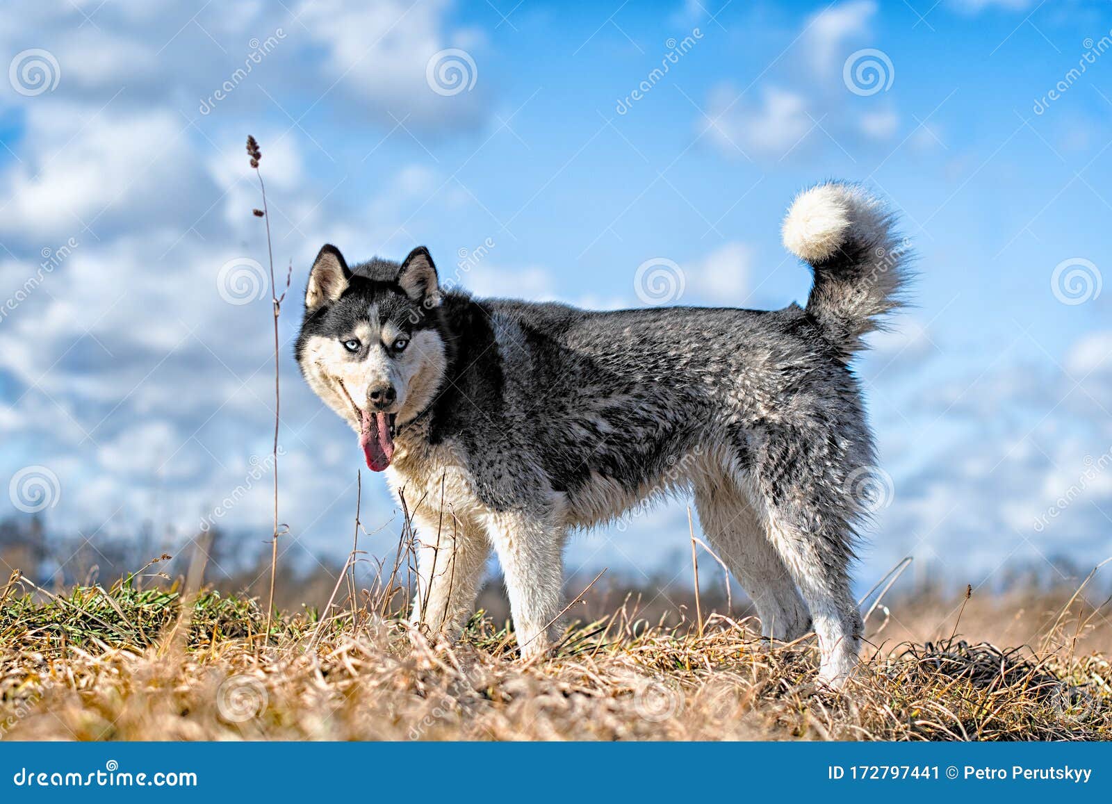Siberian husky is walking stock image. Image of field - 172797441