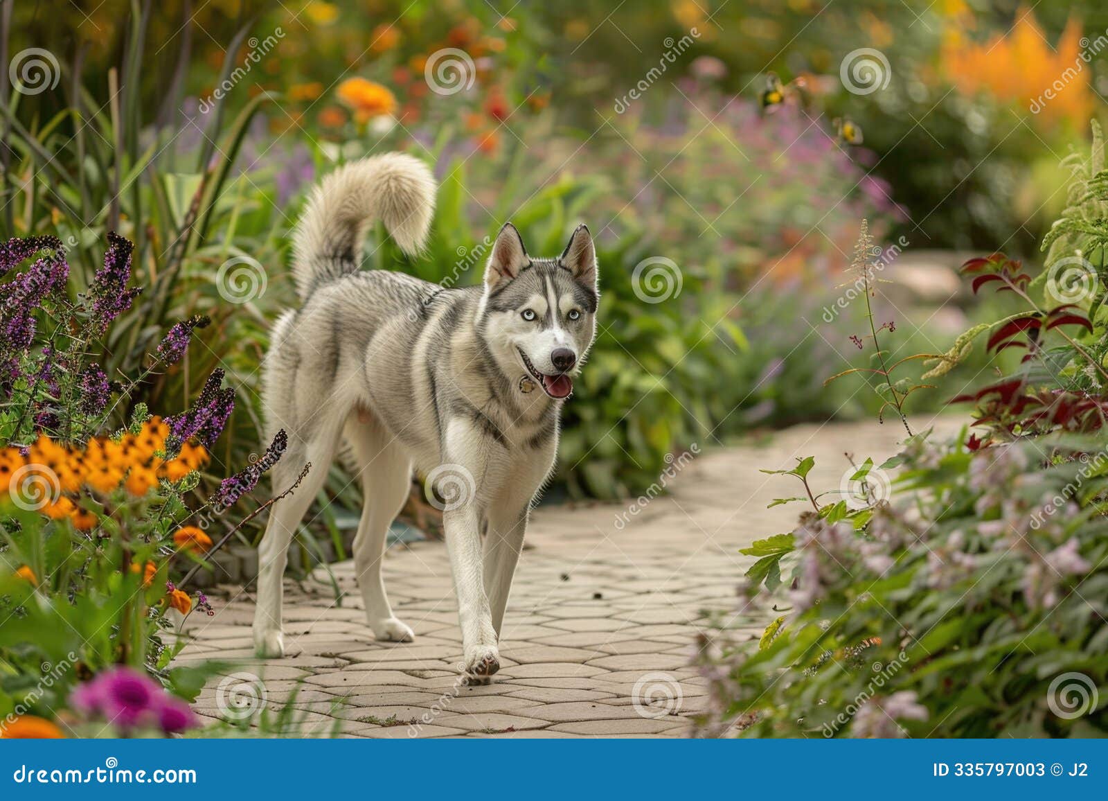Siberian Husky Walking on Flower-lined Garden Path in Blooming Spring ...