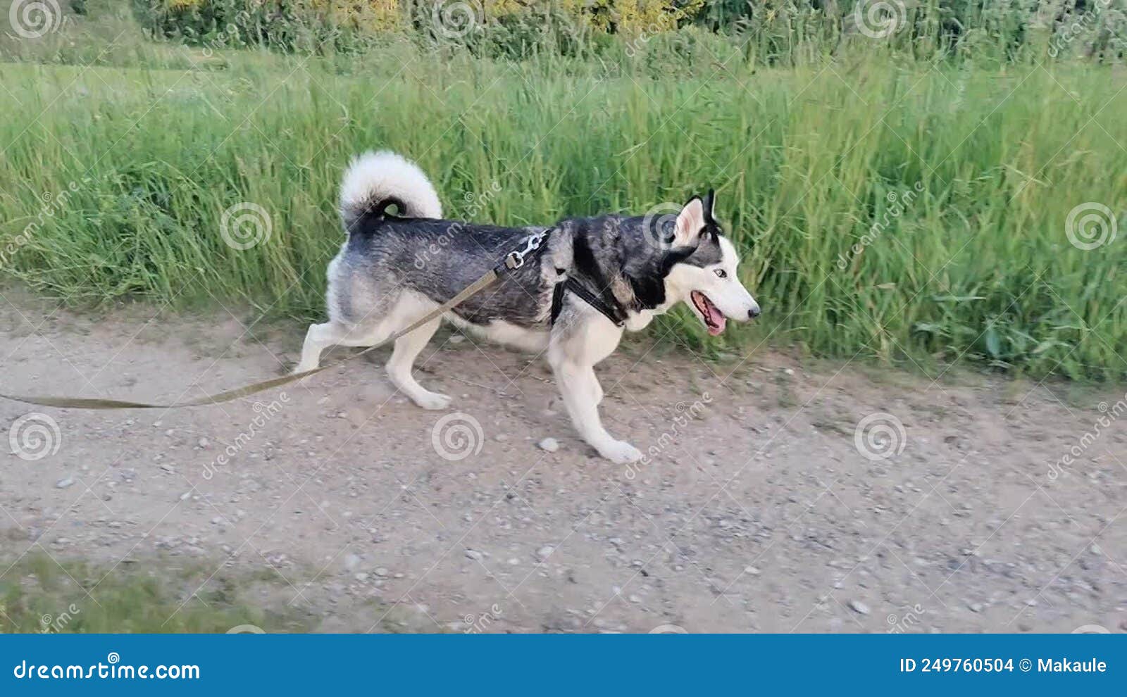 Siberian husky walking stock footage. Video of pets - 249760504
