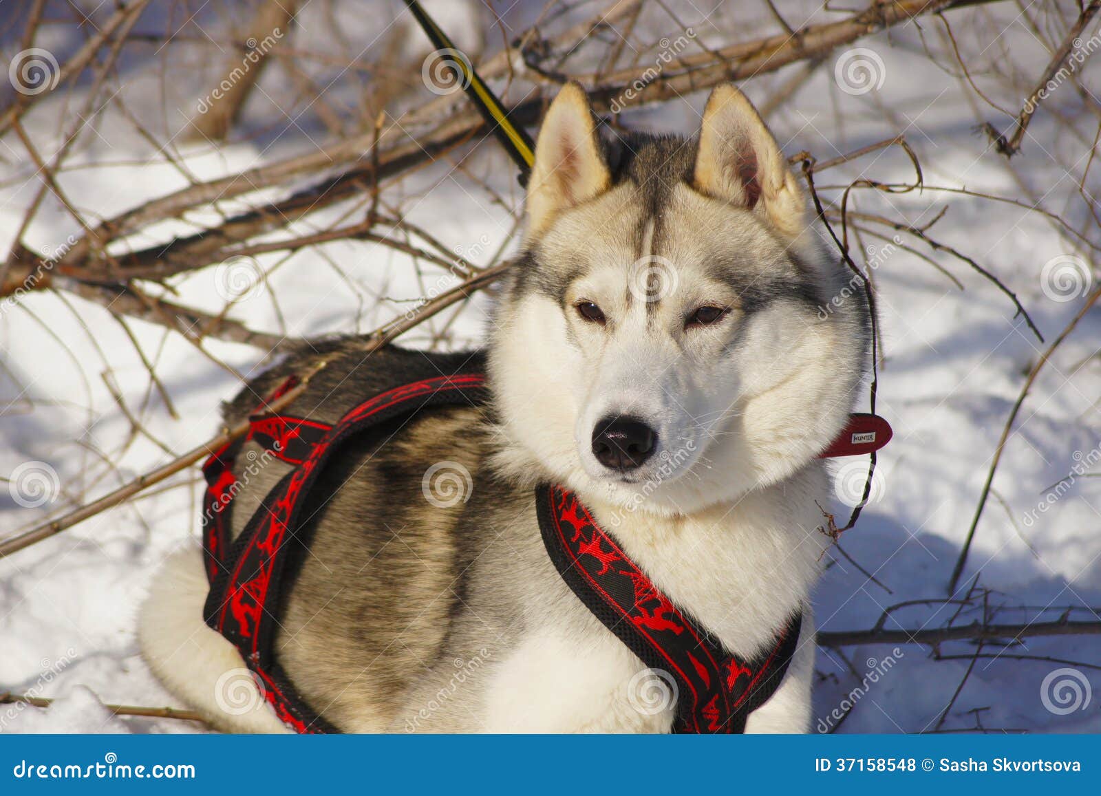 Siberian Husky watches stock photo. Image of harness - 37158548