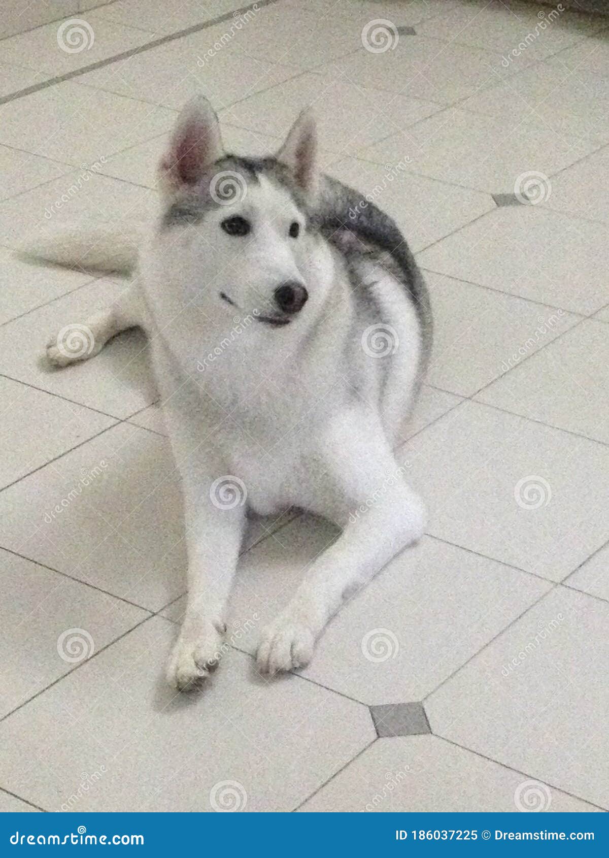 Siberian Husky Watching Her Human Stock Image - Image of watching ...