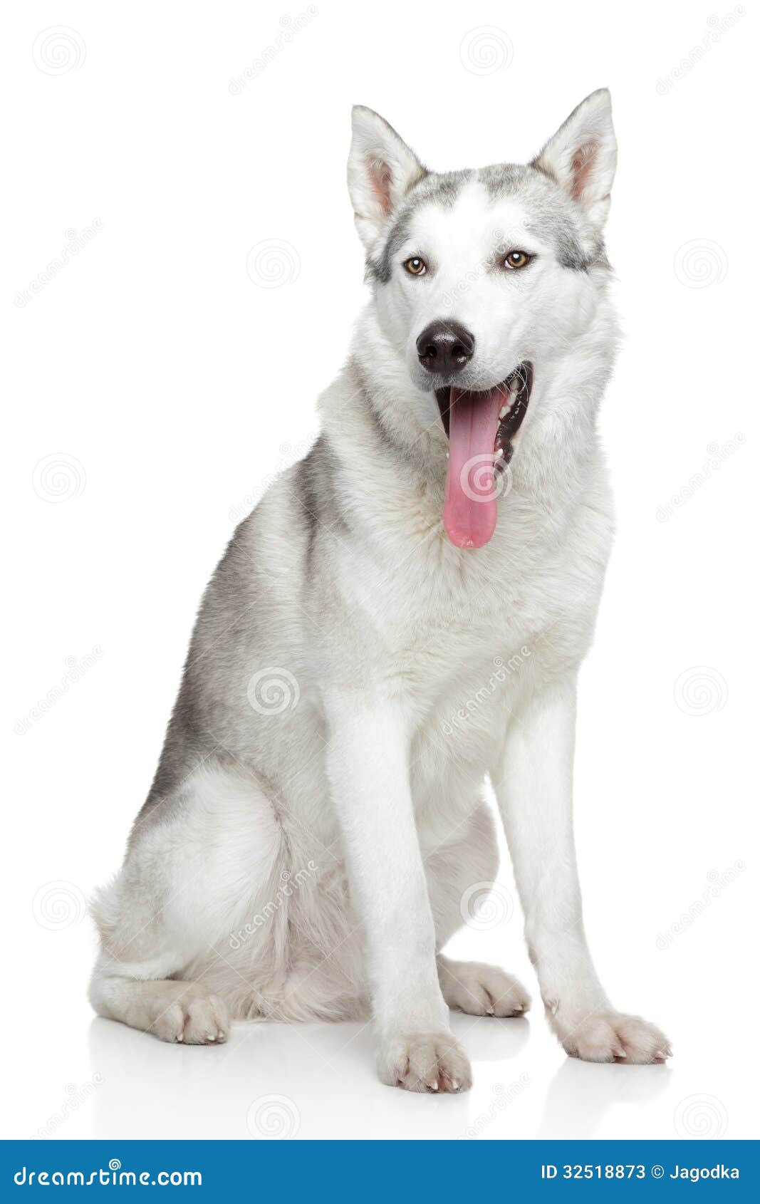 Siberian Husky on White Background Stock Image - Image of pedigreed ...