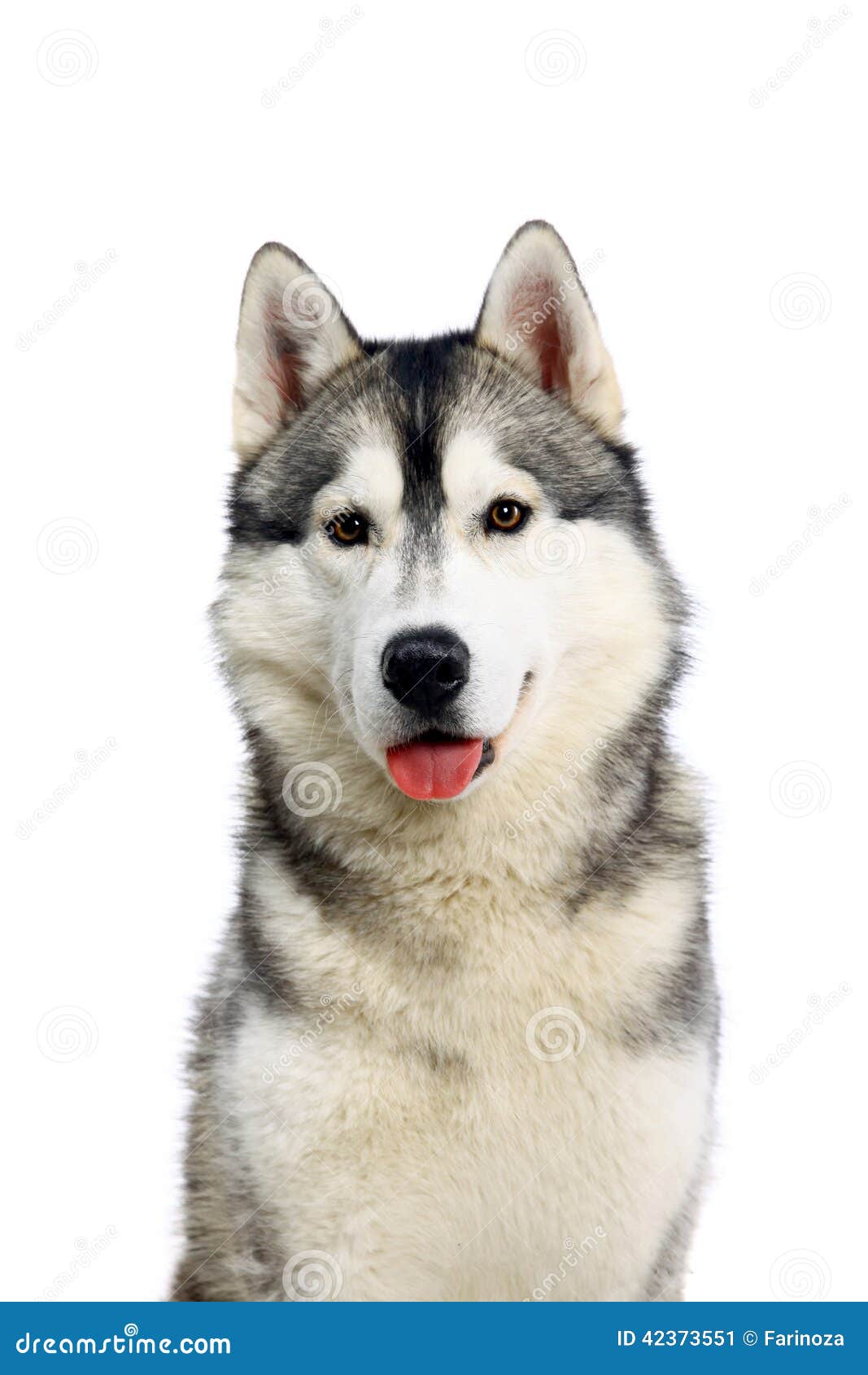 Siberian Husky on white stock image. Image of husky, gorgeous - 42373551