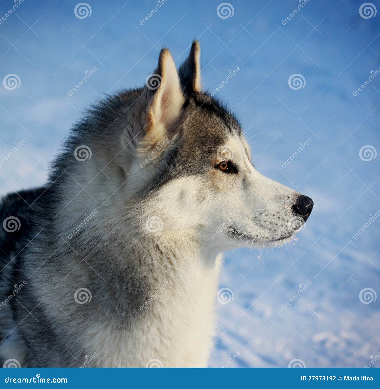 Siberian husky in winter stock photo. Image of portrait - 27973192