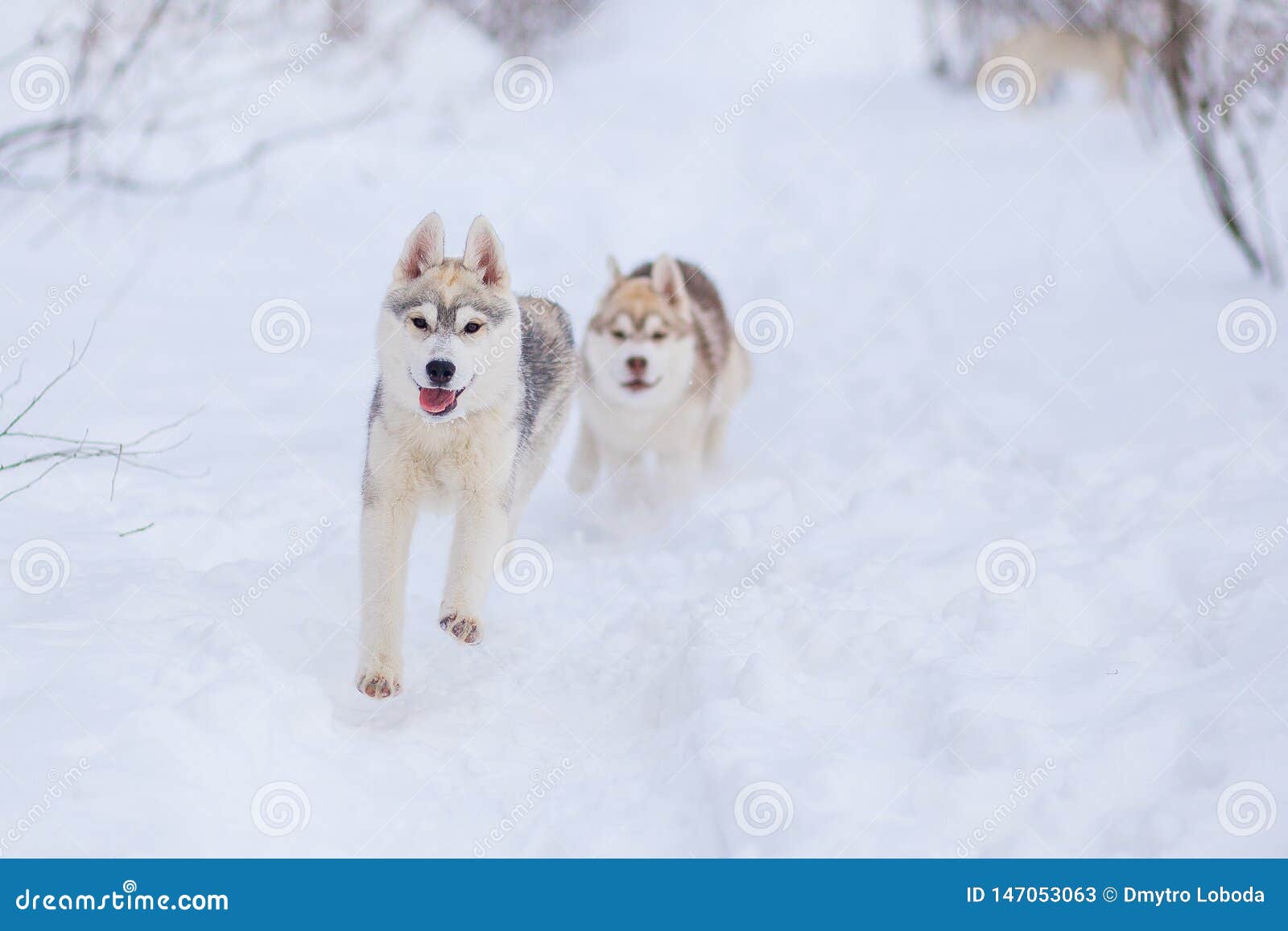 Siberian Husky Winter Playing in Snow Stock Image - Image of funny ...