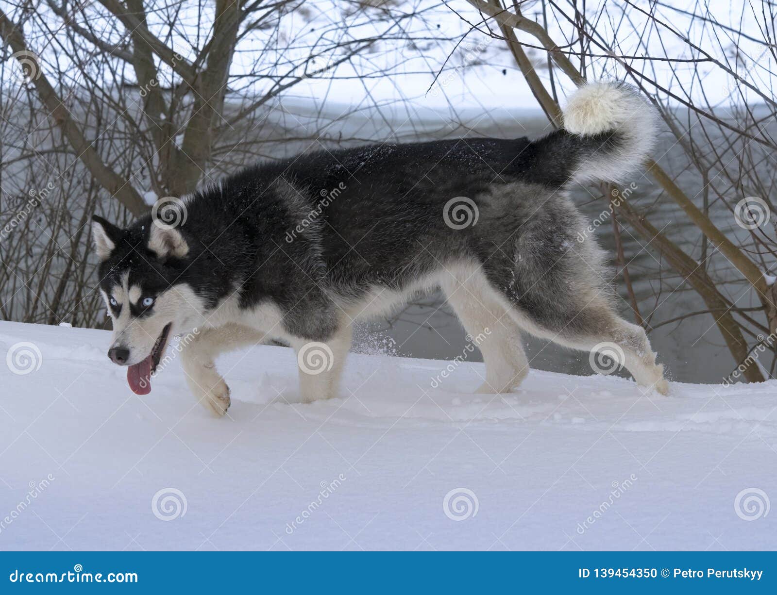 Siberian husky in winter stock photo. Image of beauty - 139454350