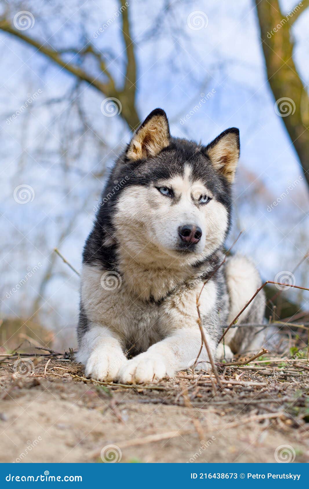 Siberian husky stock image. Image of park, gray, animal - 216438673