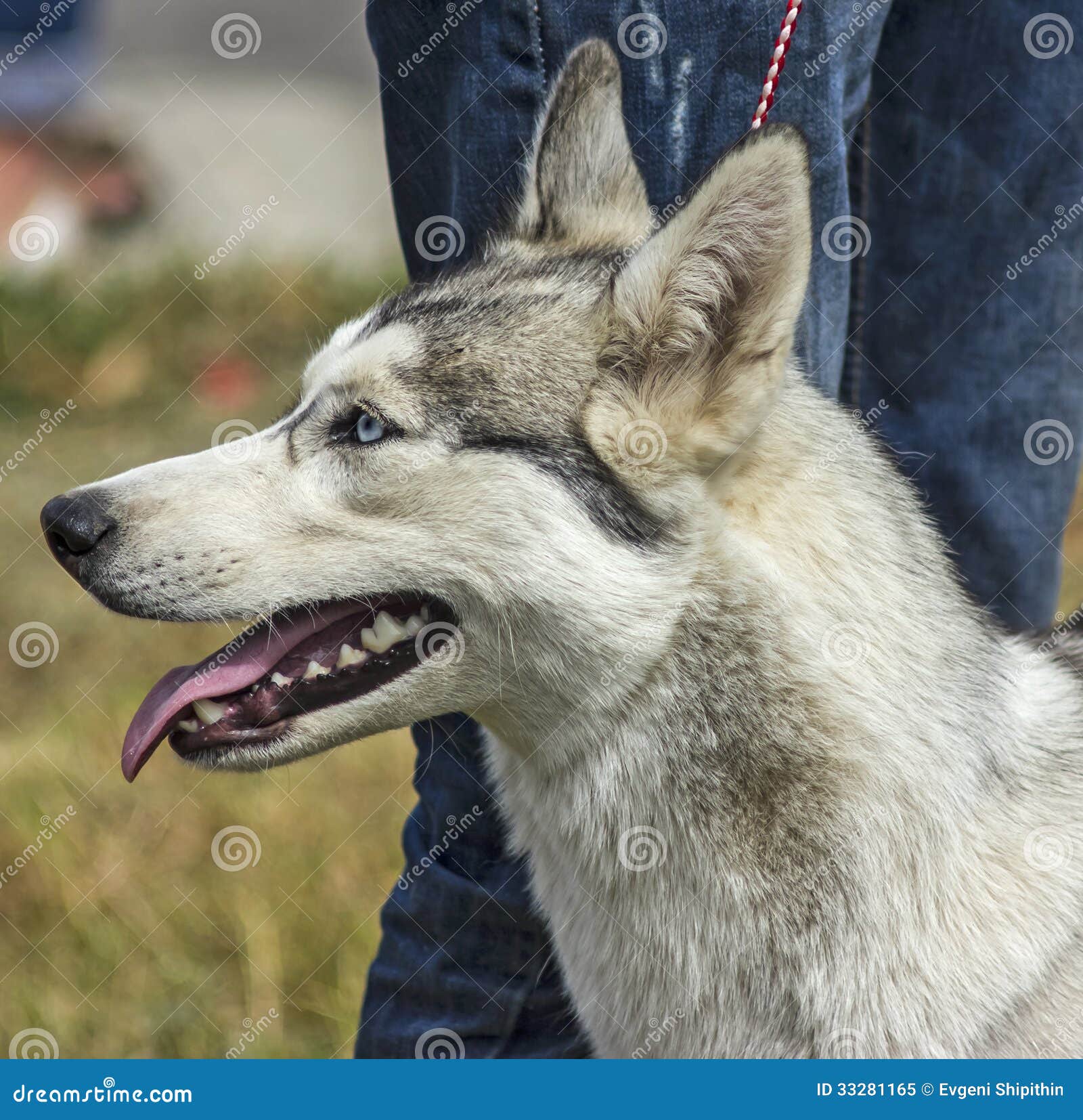 Siberian hysky. stock image. Image of breeding, guard - 33281165