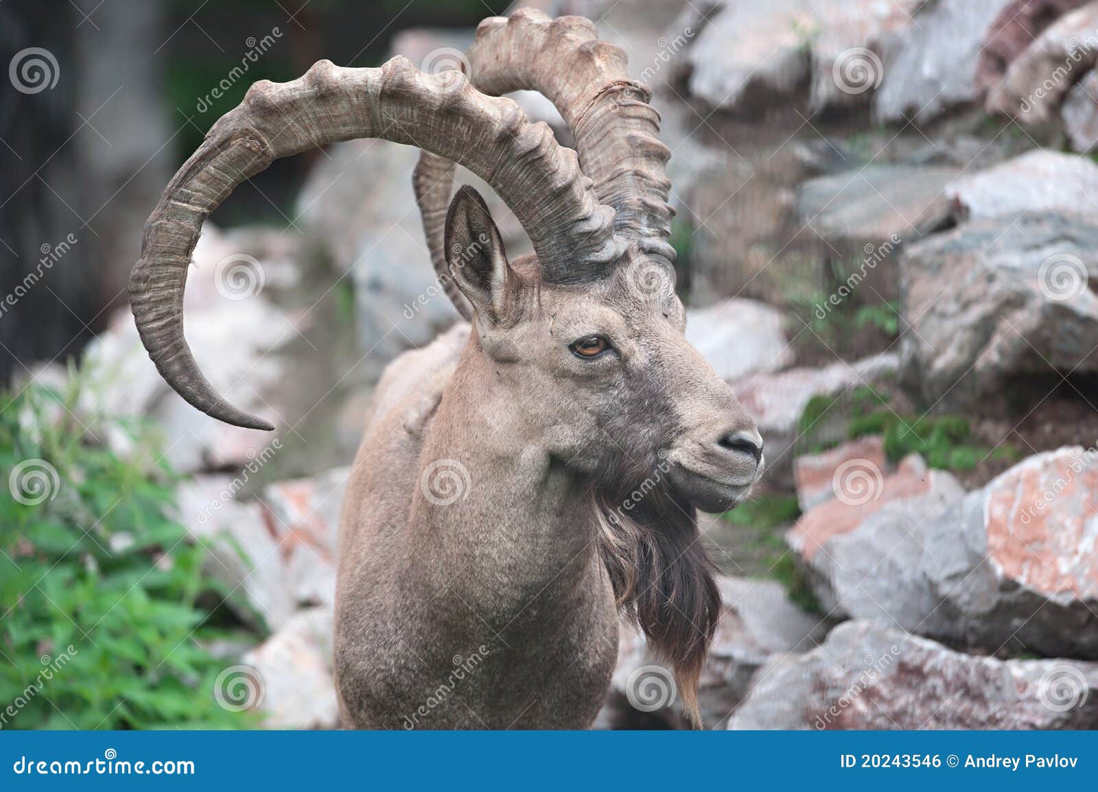 Siberian ibex stock photo. Image of hooved, mammal, competitor - 20243546
