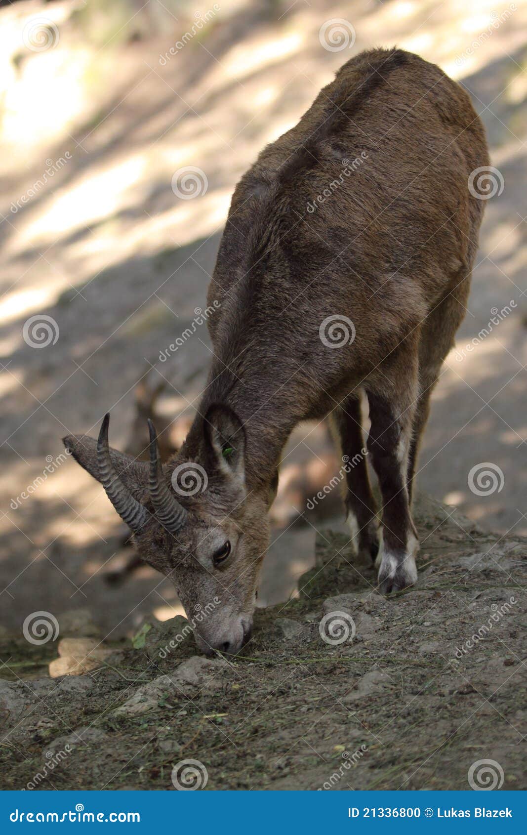 Siberian ibex stock photo. Image of asia, ibex, young - 21336800