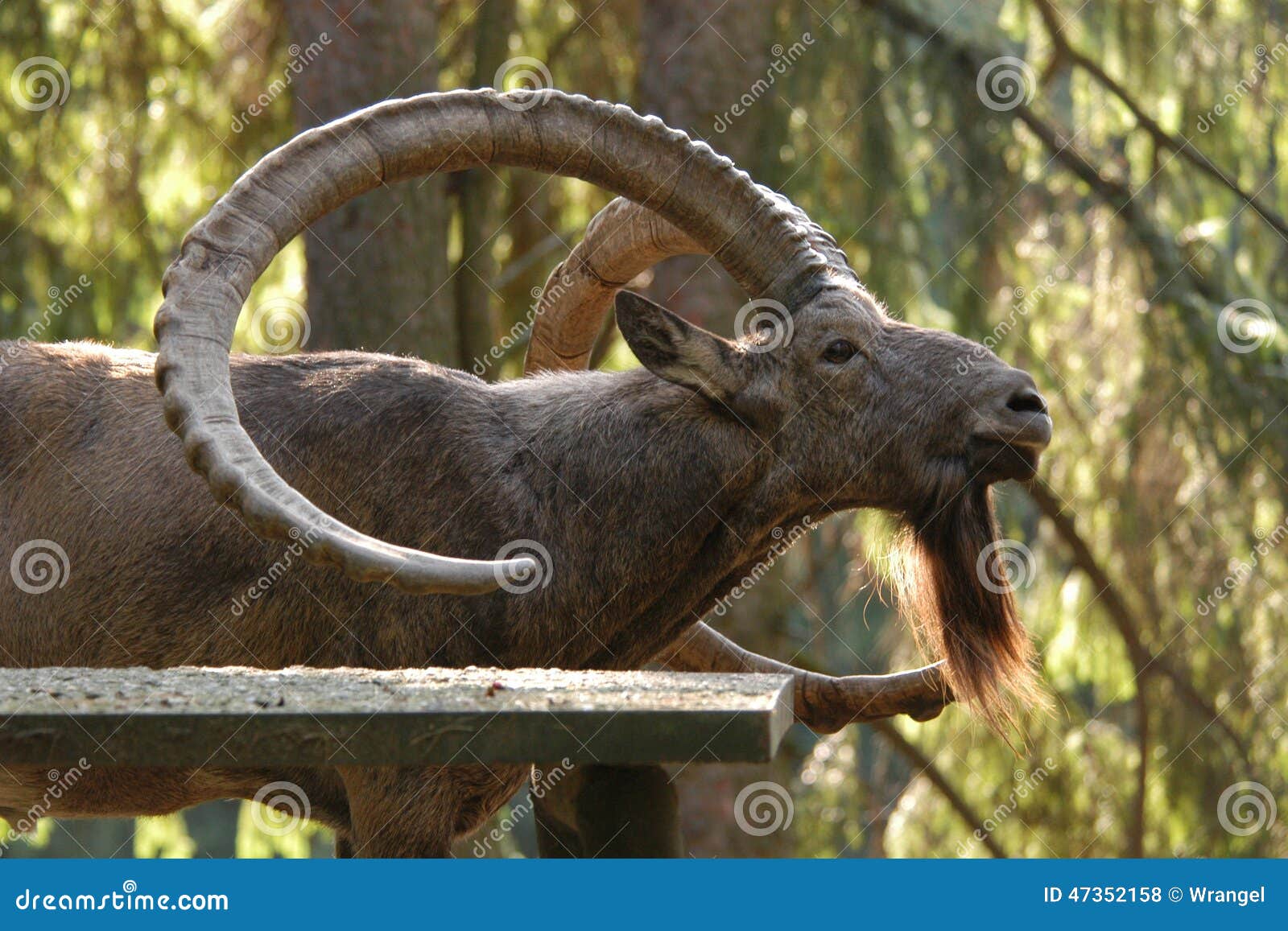 Siberian Ibex (Capra Sibirica). Stock Photo - Image of ungulate ...