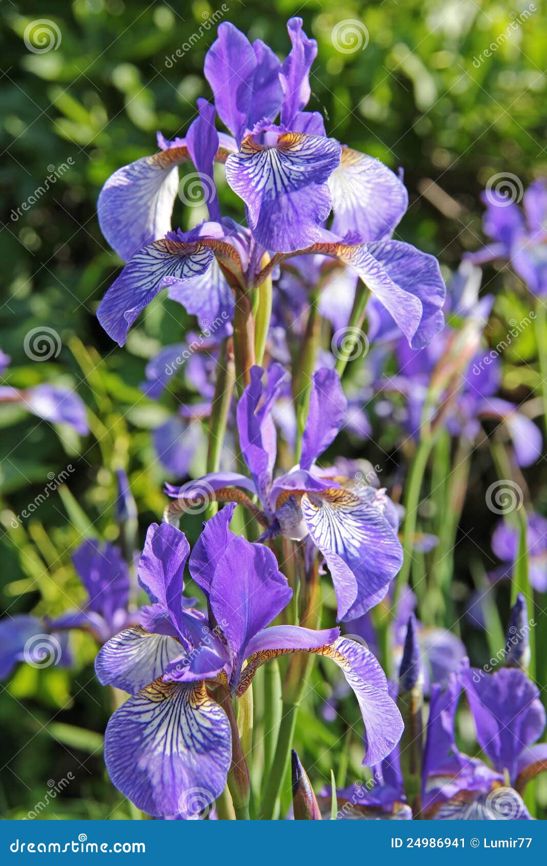 Siberian iris stock image. Image of petals, close, botanical - 24986941