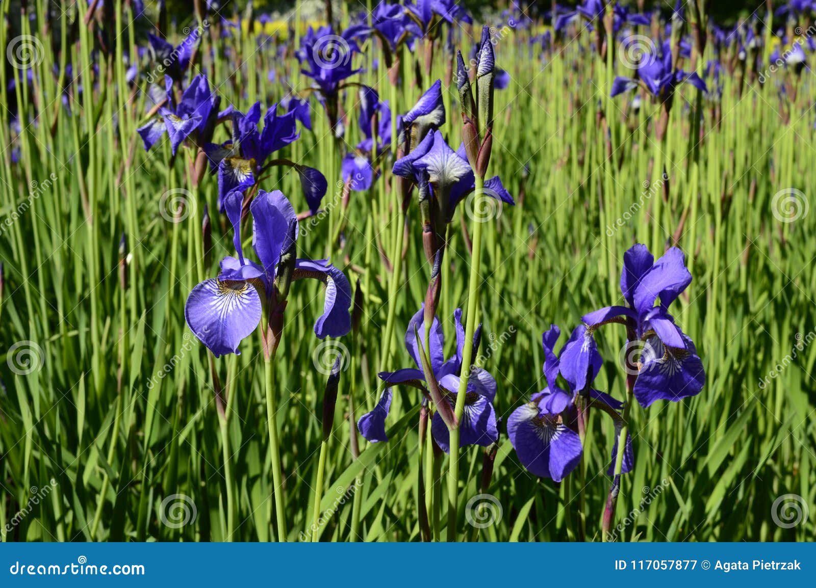 Deep blue beutiful iris stock image. Image of full, herbaceous - 117057877