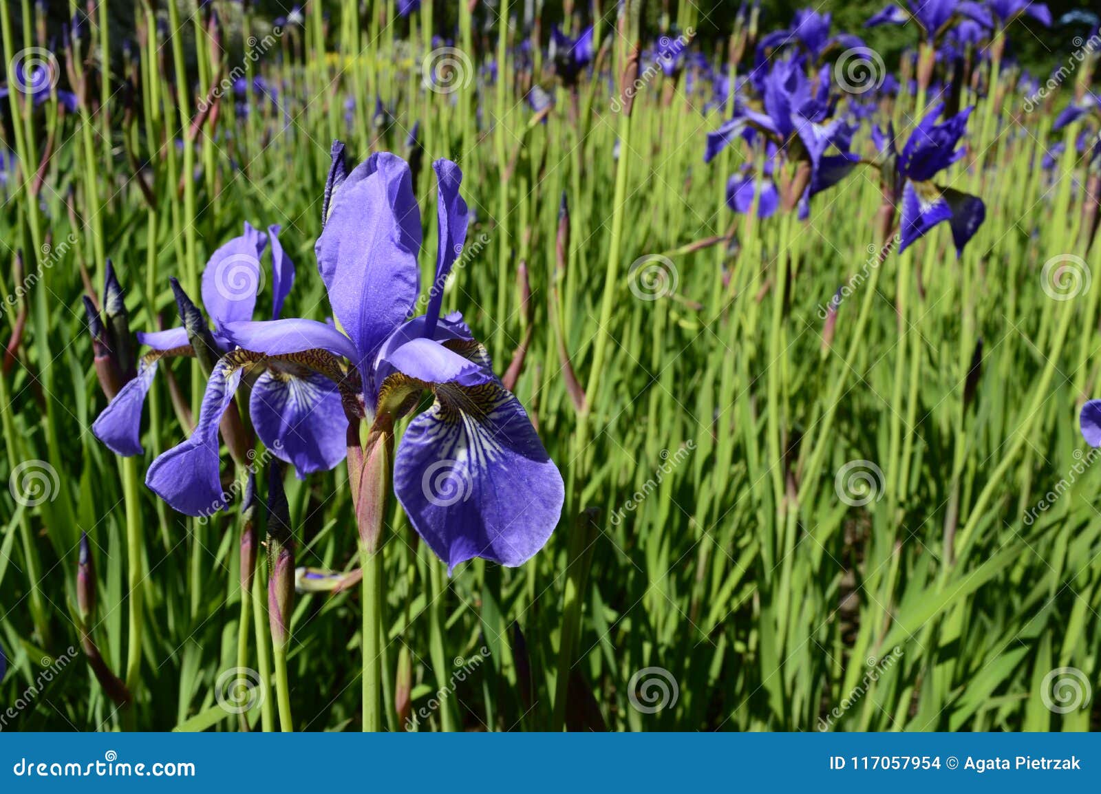 Deep blue beutiful iris stock photo. Image of beutiful - 117057954
