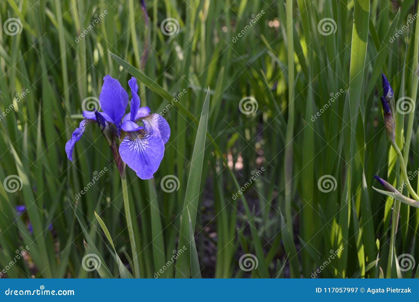 Deep blue beutiful iris stock image. Image of rhizomatous - 117057997