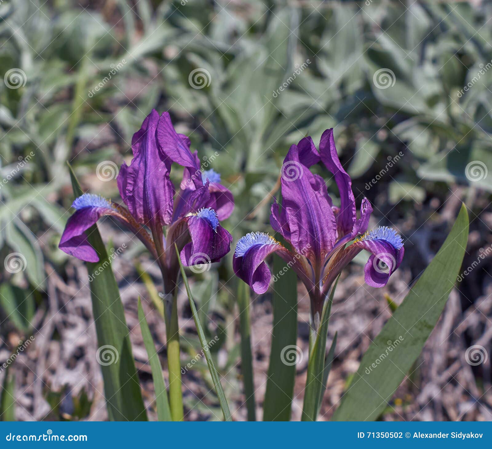 Siberian Iris on a Meadow. Iris Sibirica. Stock Photo - Image of ...