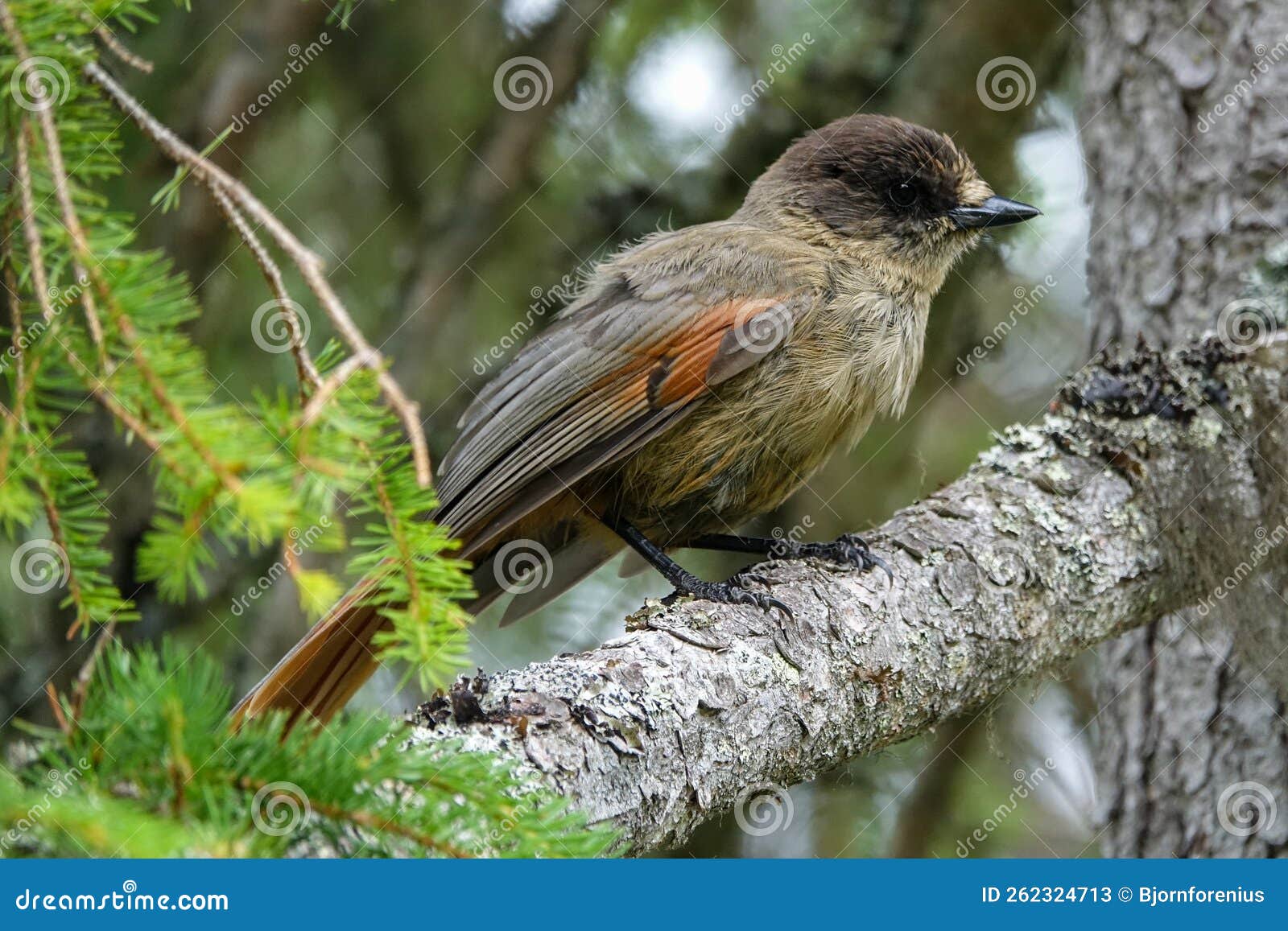 Siberian Jay Bird Perisoreus Infaustus Stock Image - Image of ...