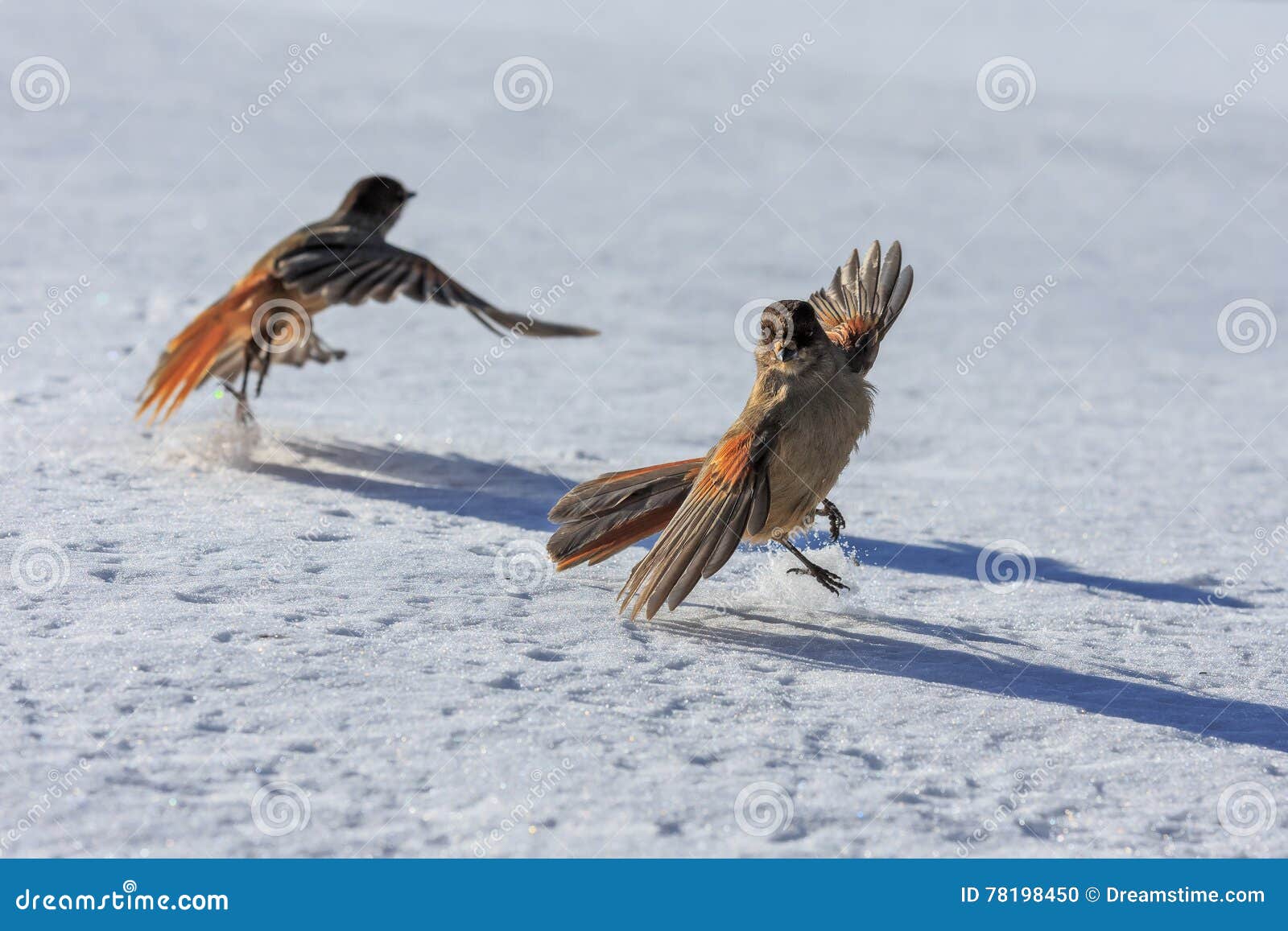 Siberian jay in March stock photo. Image of kuukkelit - 78198450