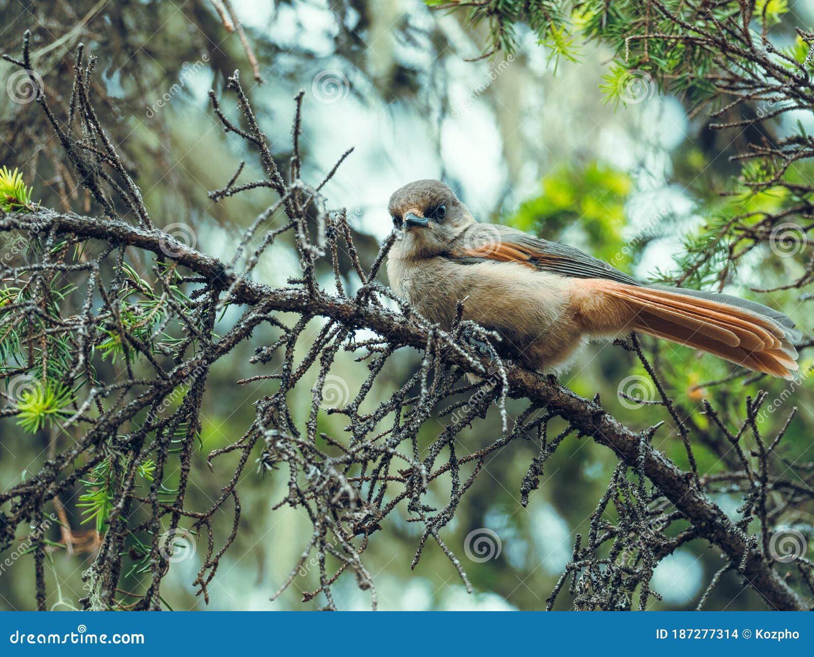 Siberian Jay Sits on a Fir Branch in the Forest Stock Photo - Image of ...