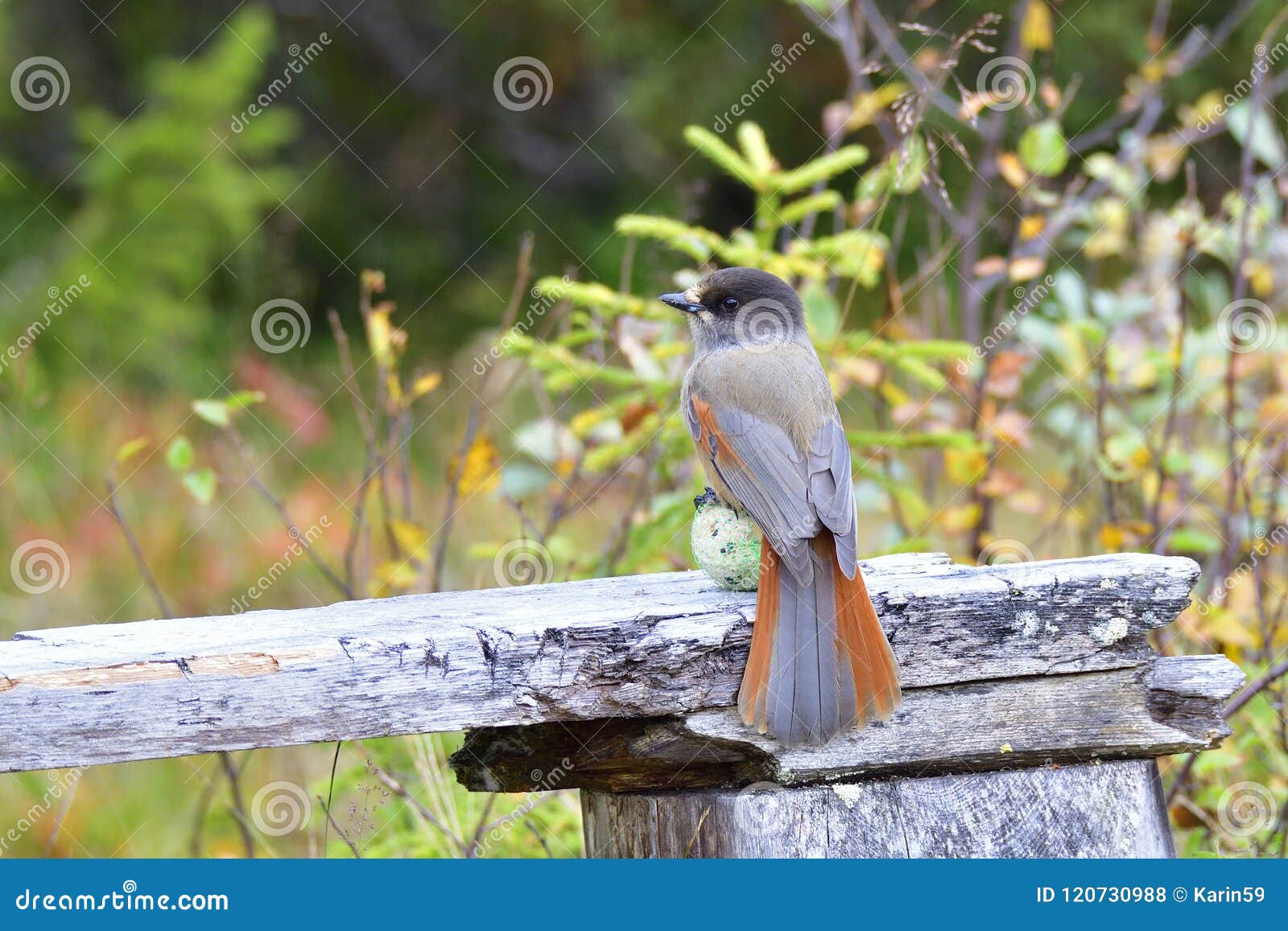 Siberian Jay Sitting on a Bank. Stock Photo - Image of passerine, cute ...