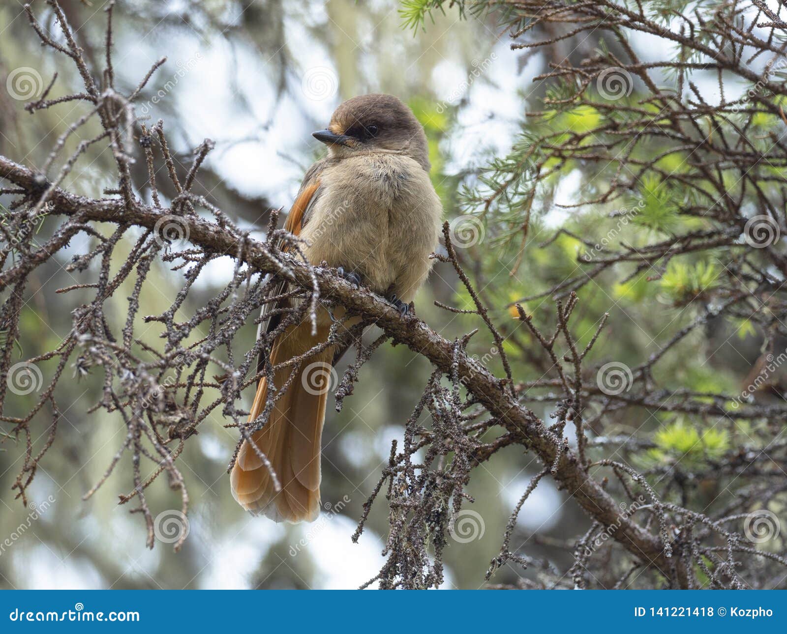 Siberian Jay Sitting on the Fir Branch Stock Photo - Image of infaustus ...