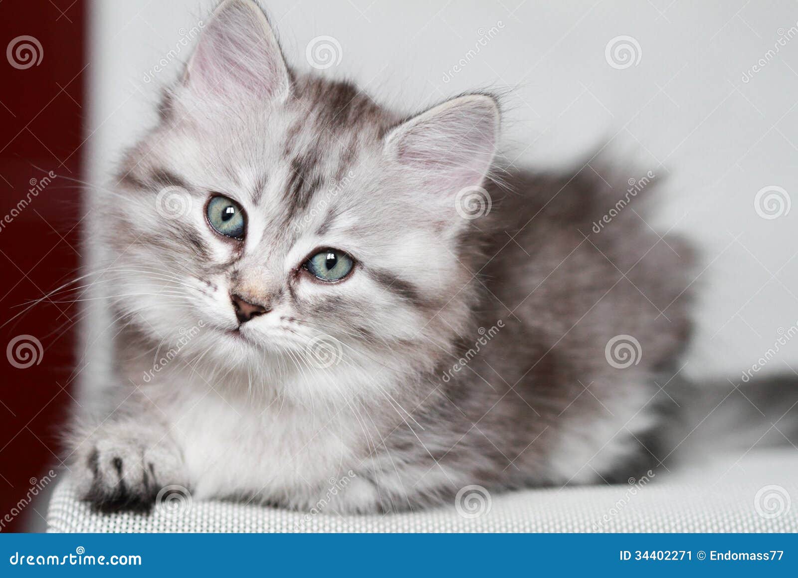 Siberian Kitten, Silver Version, Puppy Stock Image - Image of grey ...