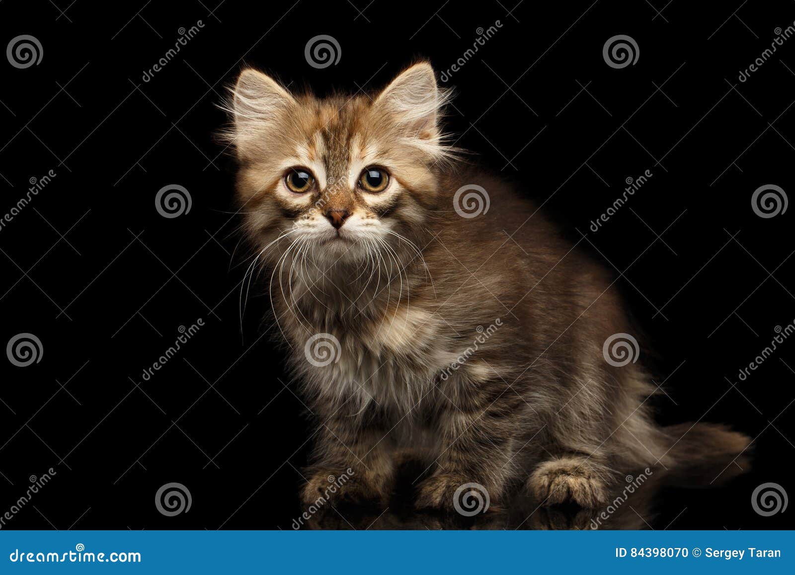 Siberian Kitty on Isolated Black Background Stock Photo - Image of play ...